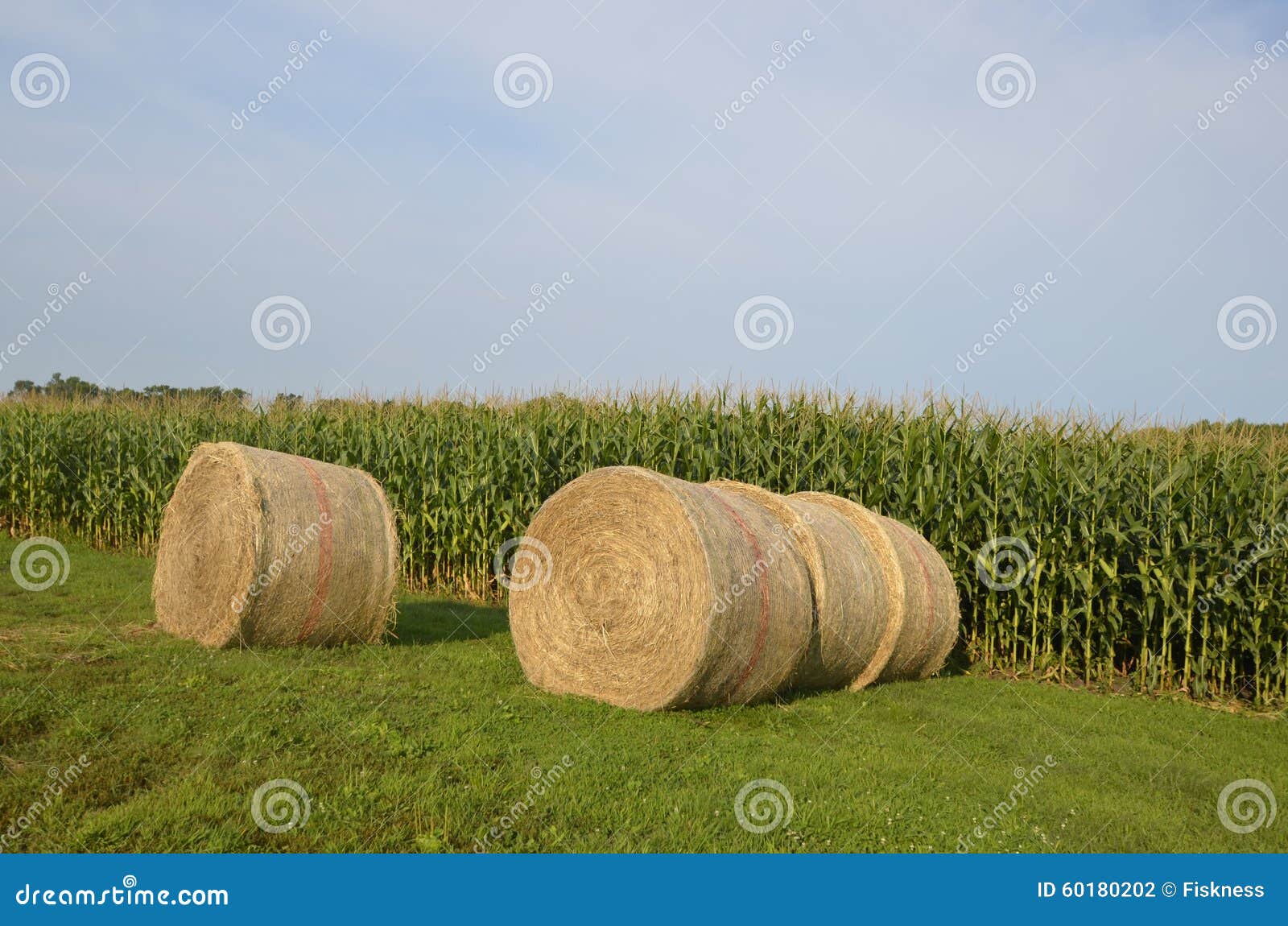 Round Bales Alongside Cornfield Stock Photo - Image of farm, country ...