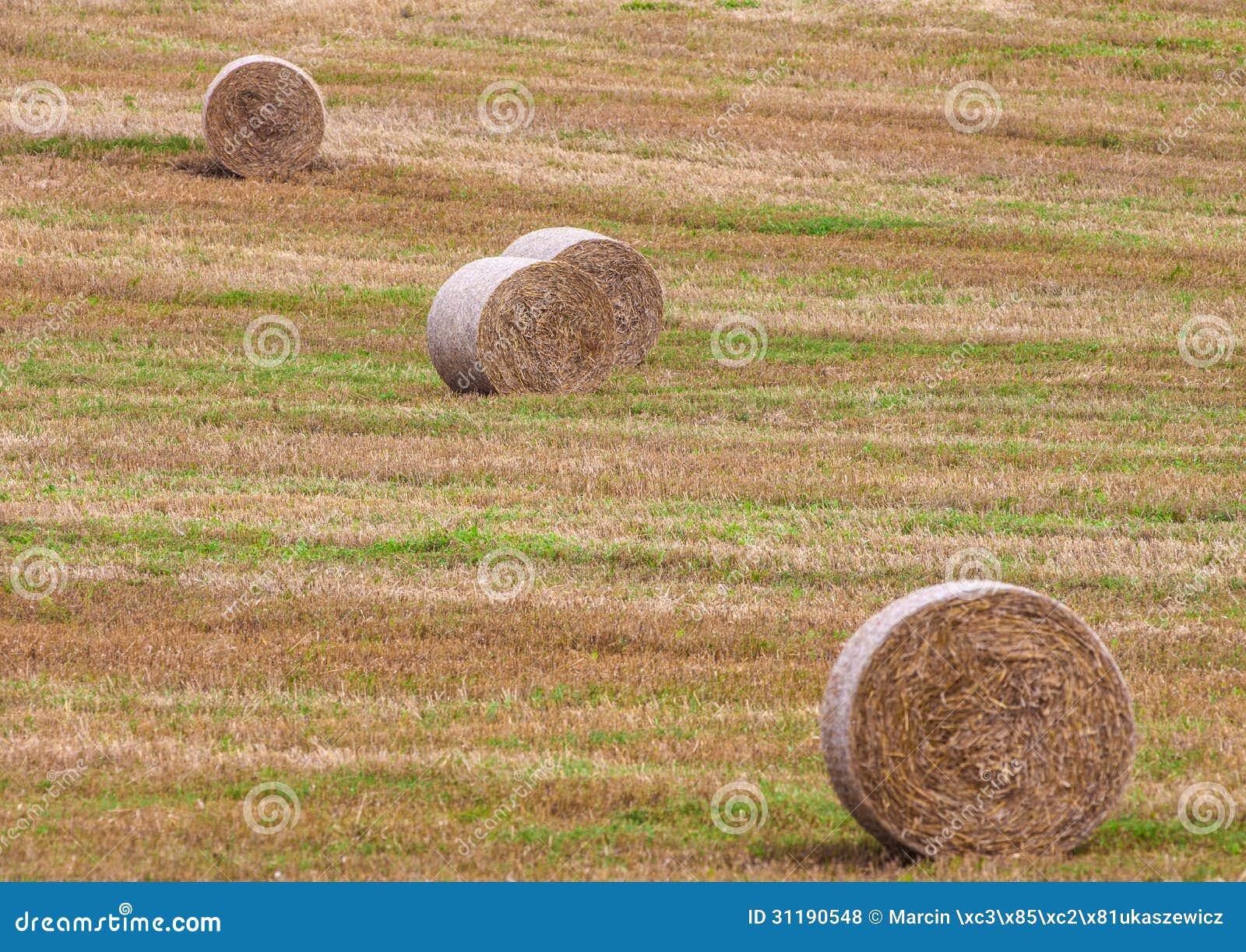 Round Bales of Hay in the Field Stock Photo - Image of plant, ripe ...