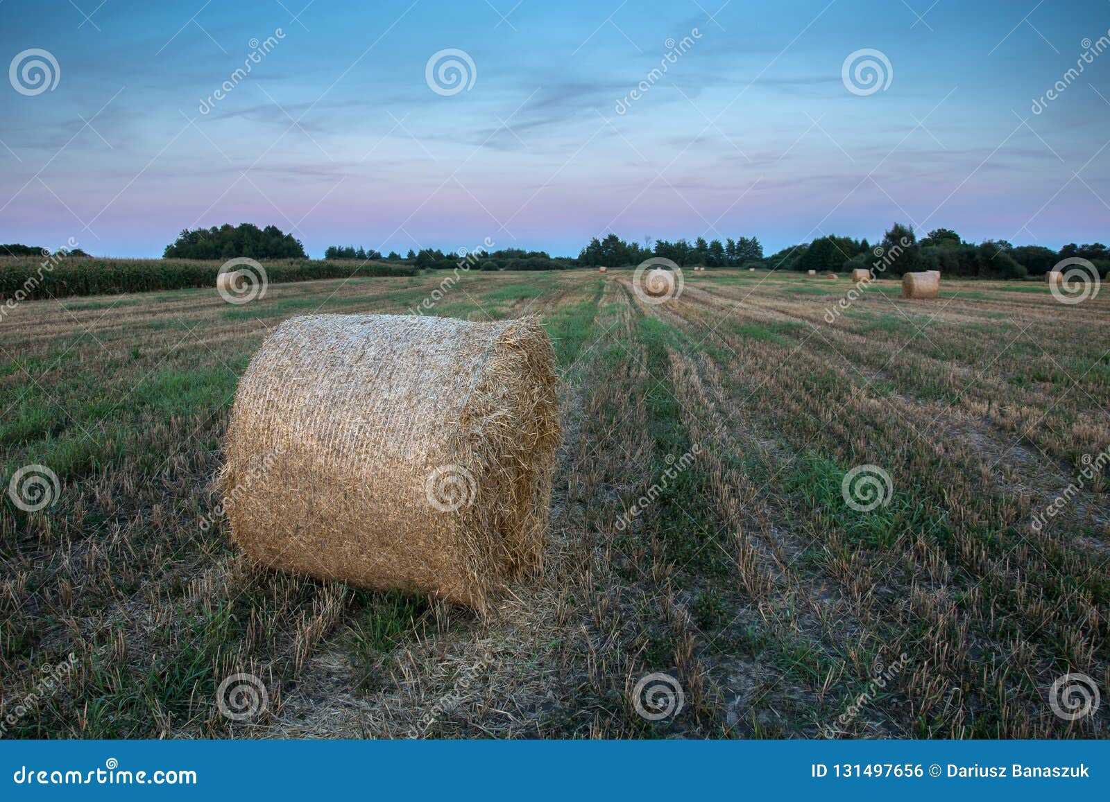 Round Bales of Hay in the Field Stock Photo - Image of nature, roll ...