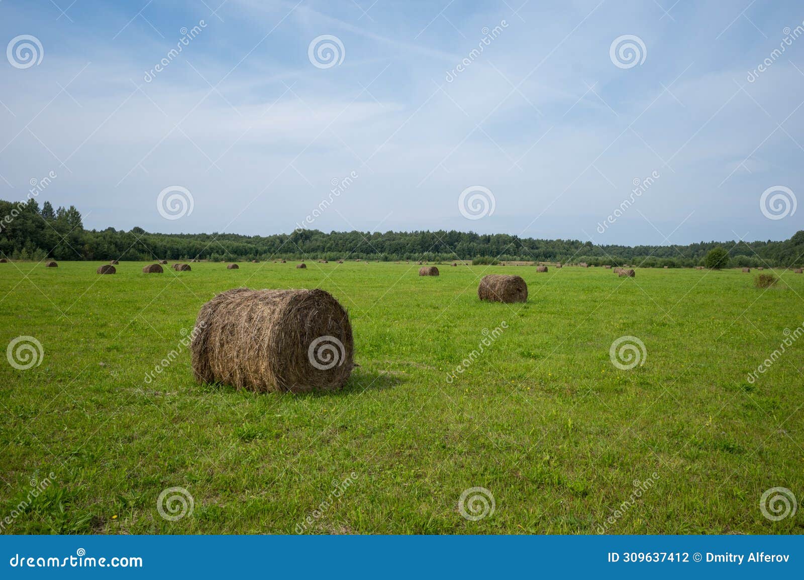 Round Bales of Hay in the Fields Against a Background of Forest and ...