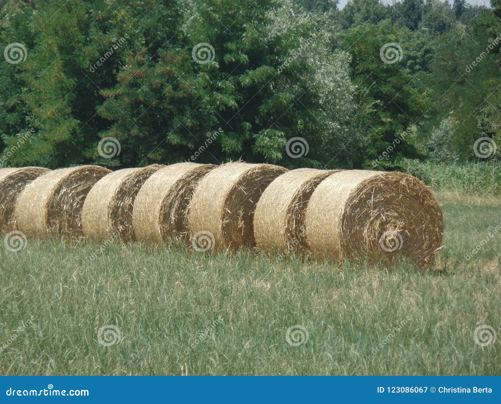Round Bales of Hay on the Grass Stock Image - Image of baler ...