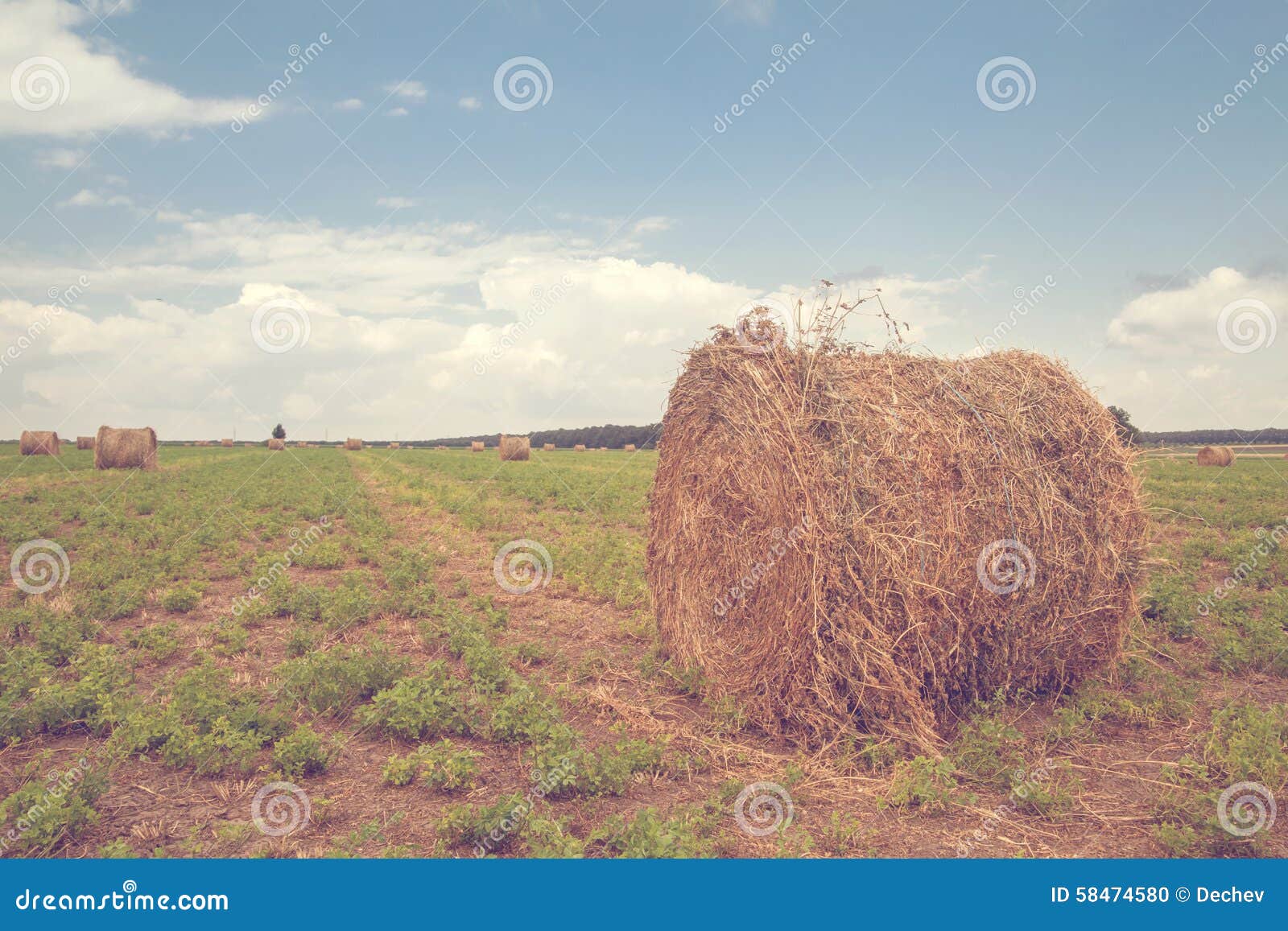 Round Bales of Straw on Field Stock Photo - Image of farm, natural ...