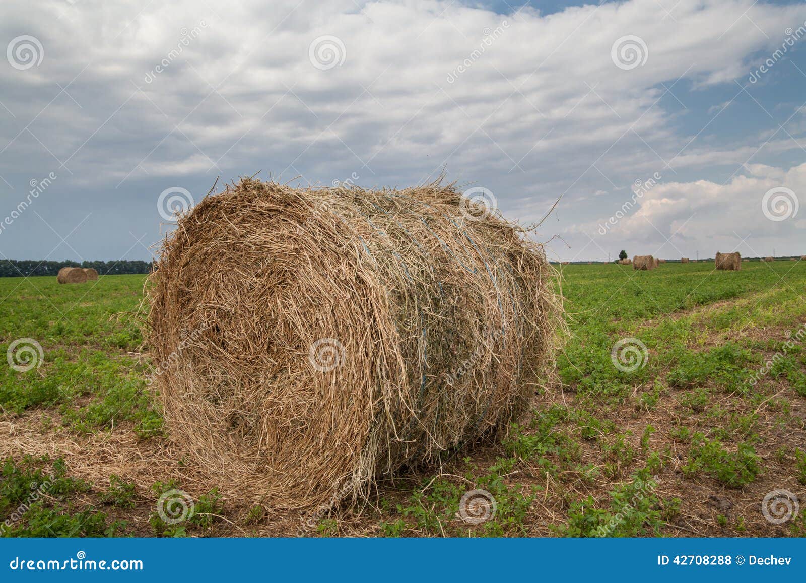 Round bales of straw stock photo. Image of harvested - 42708288