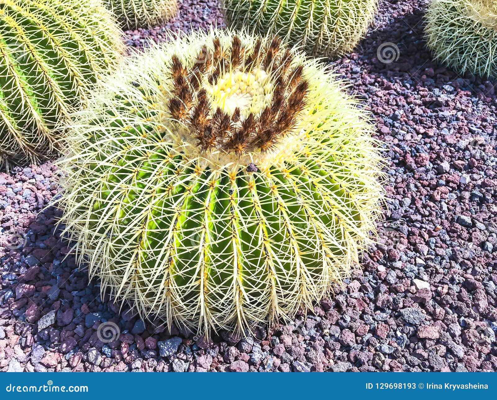 Round big cacti stock image. Image of plant, desert - 129698193