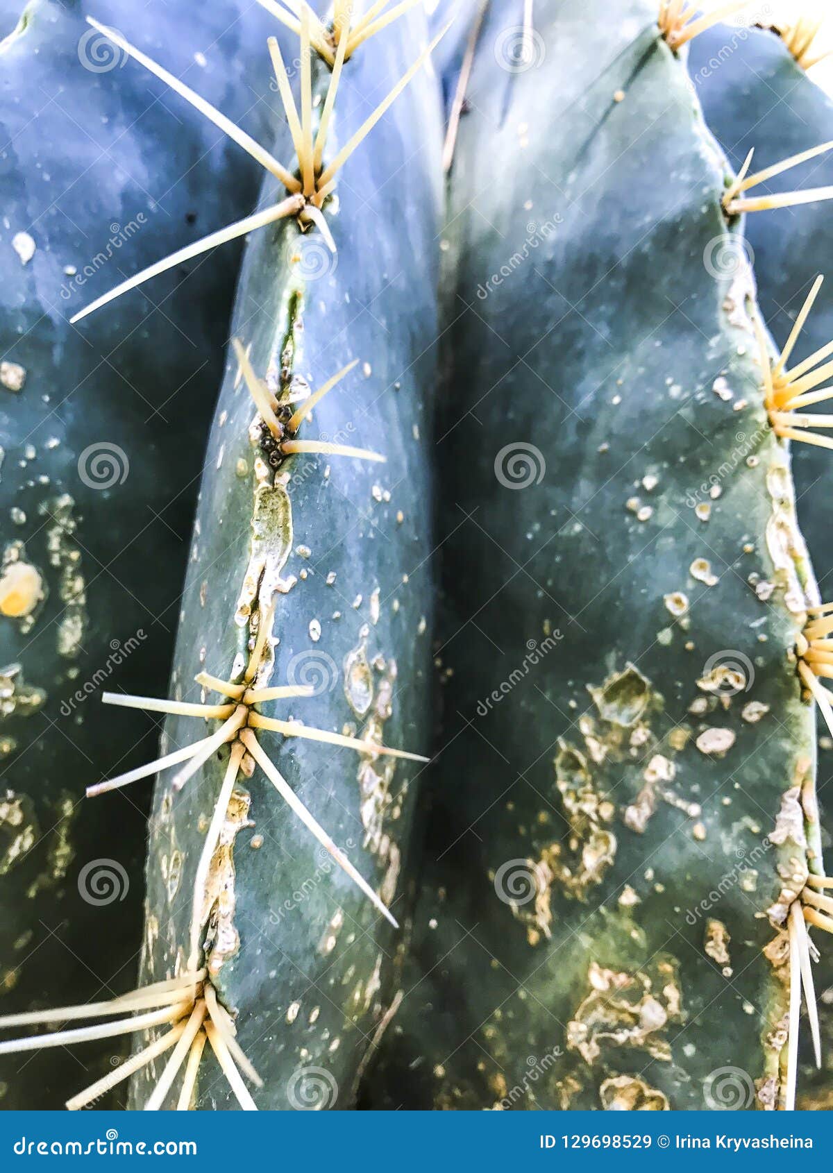 Round big cacti stock image. Image of garden, closeup - 129698529