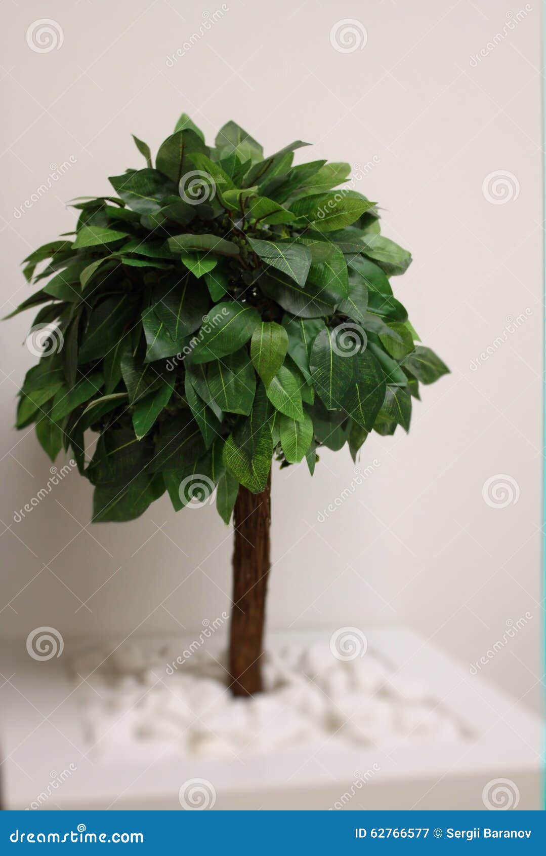 Round Bonsai Tree in Square Flower Pot Stock Image - Image of leaves ...