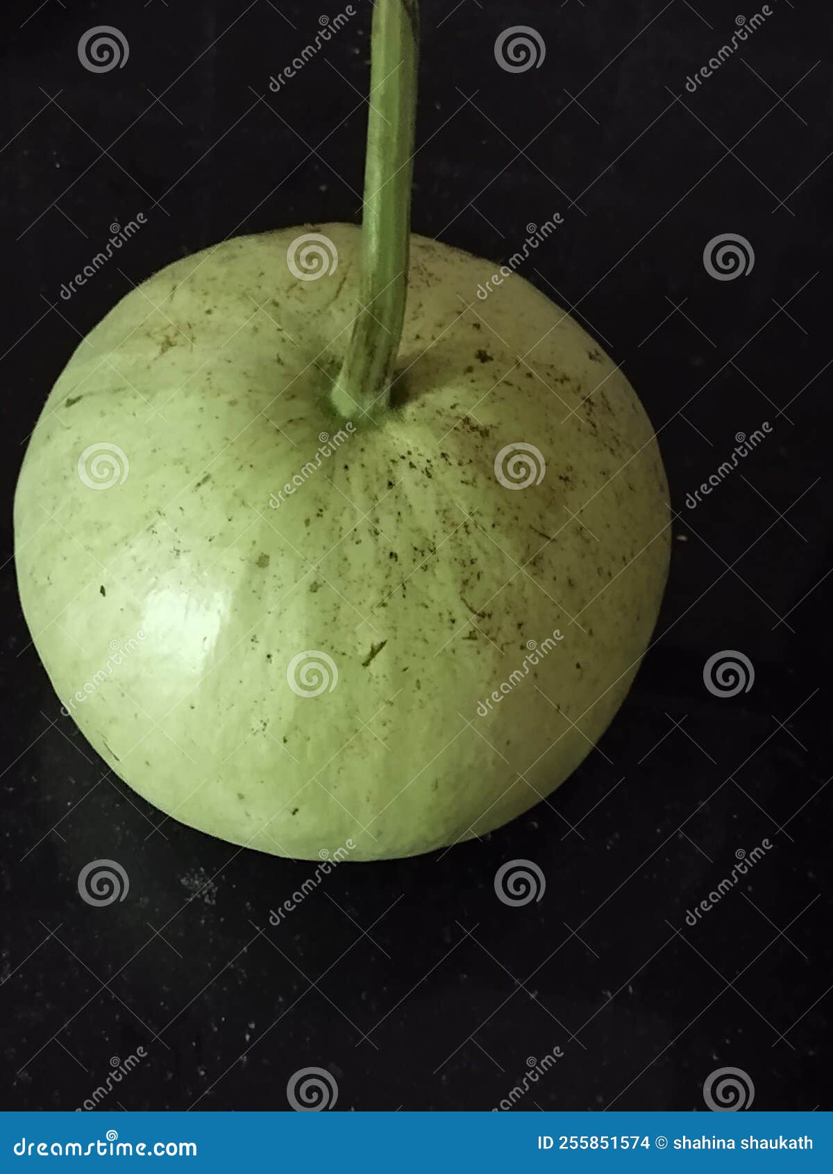 Round bottle guard stock photo. Image of vegetables - 255851574