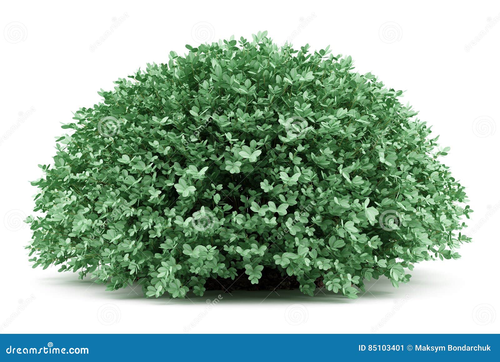 Box Or Boxwood Plant Isolated On White Background. Natural Drawing Of ...