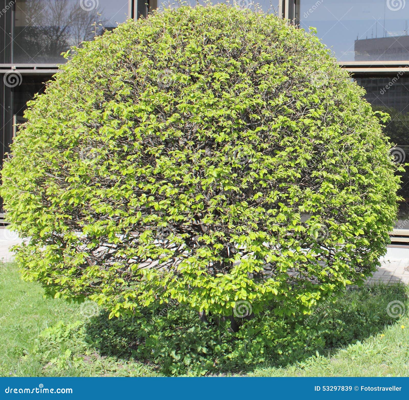 Round bush stock image. Image of season, background, abstract - 53297839