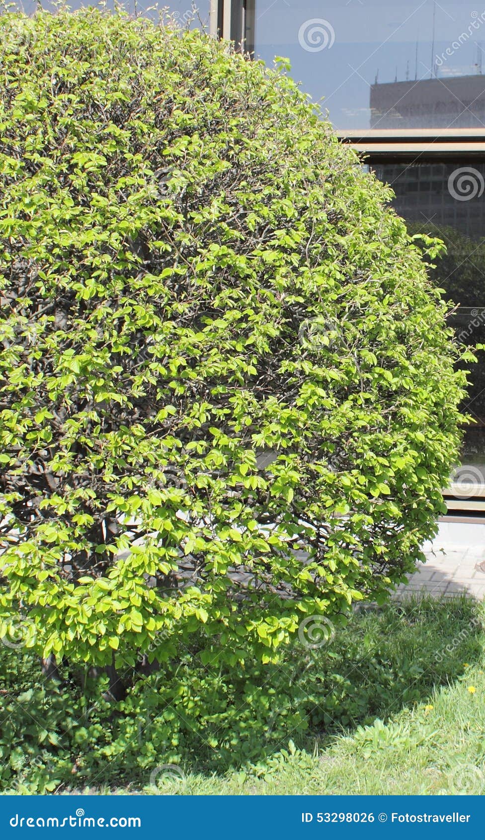 Round bush stock photo. Image of bush, green, season - 53298026