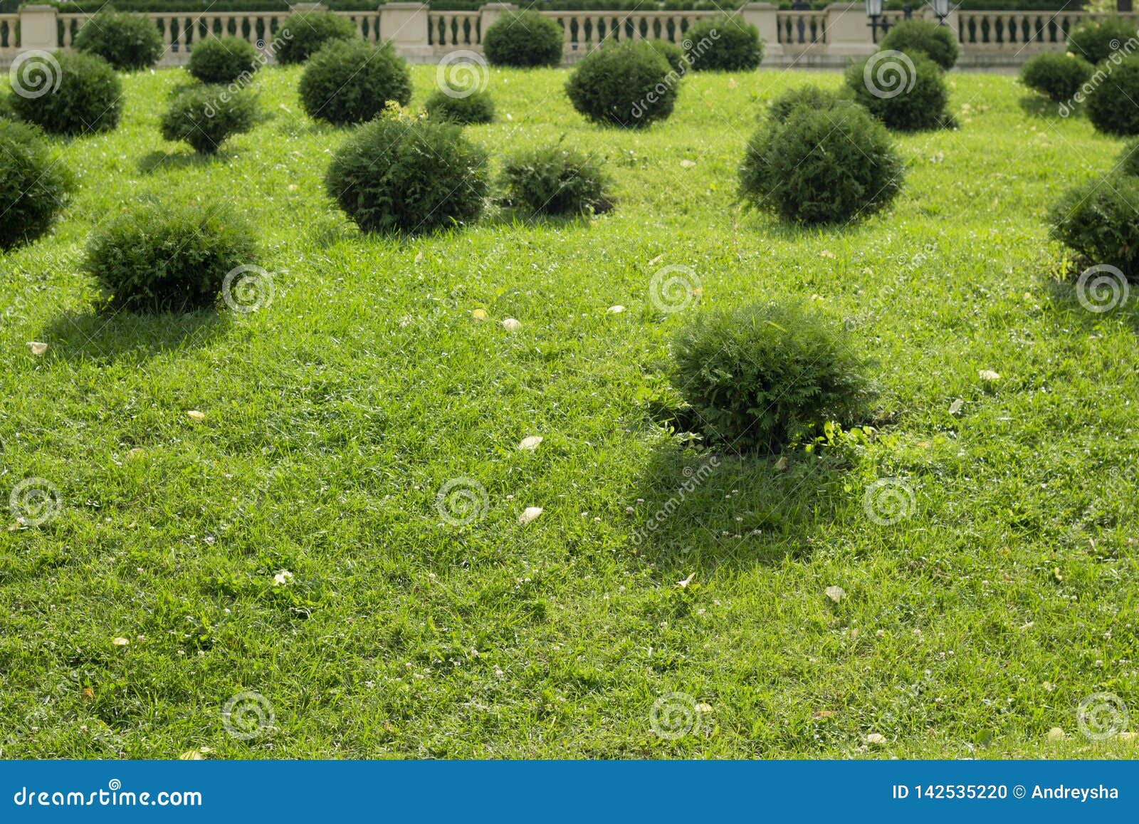 Round Bushes. Green Lawn with Bushes, Landscape Design. Stock Photo ...