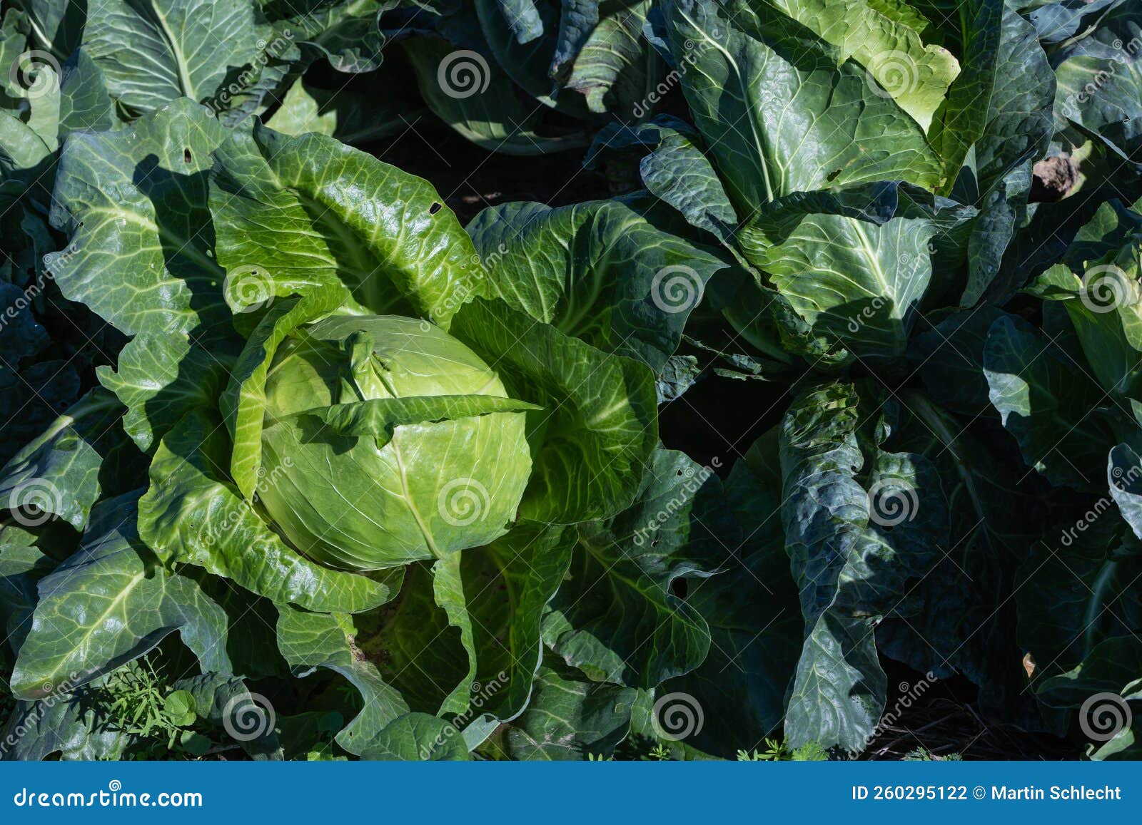 Round Cabbage Grows on the Field Stock Photo - Image of garden, field ...