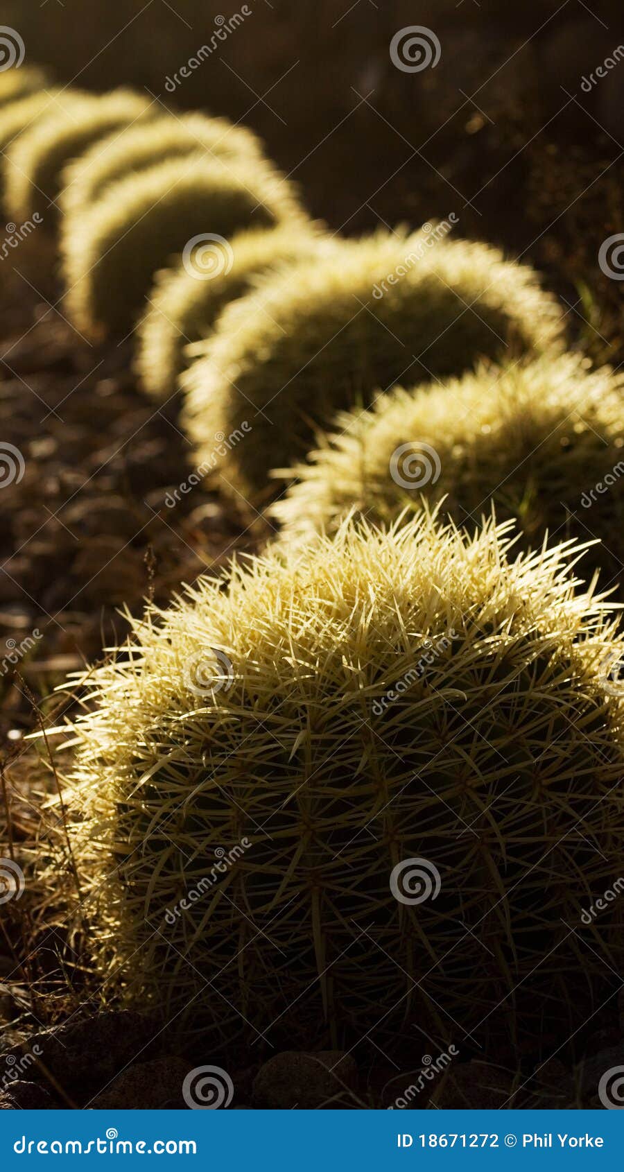 Round Cacti stock photo. Image of sunlight, cacti, cactus - 18671272