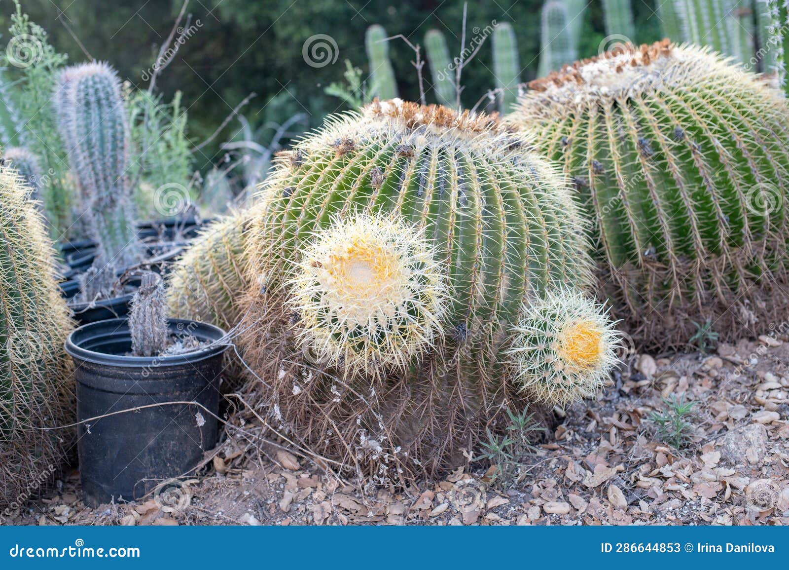 Round cacti stock image. Image of cacti, round, thistle - 286644853