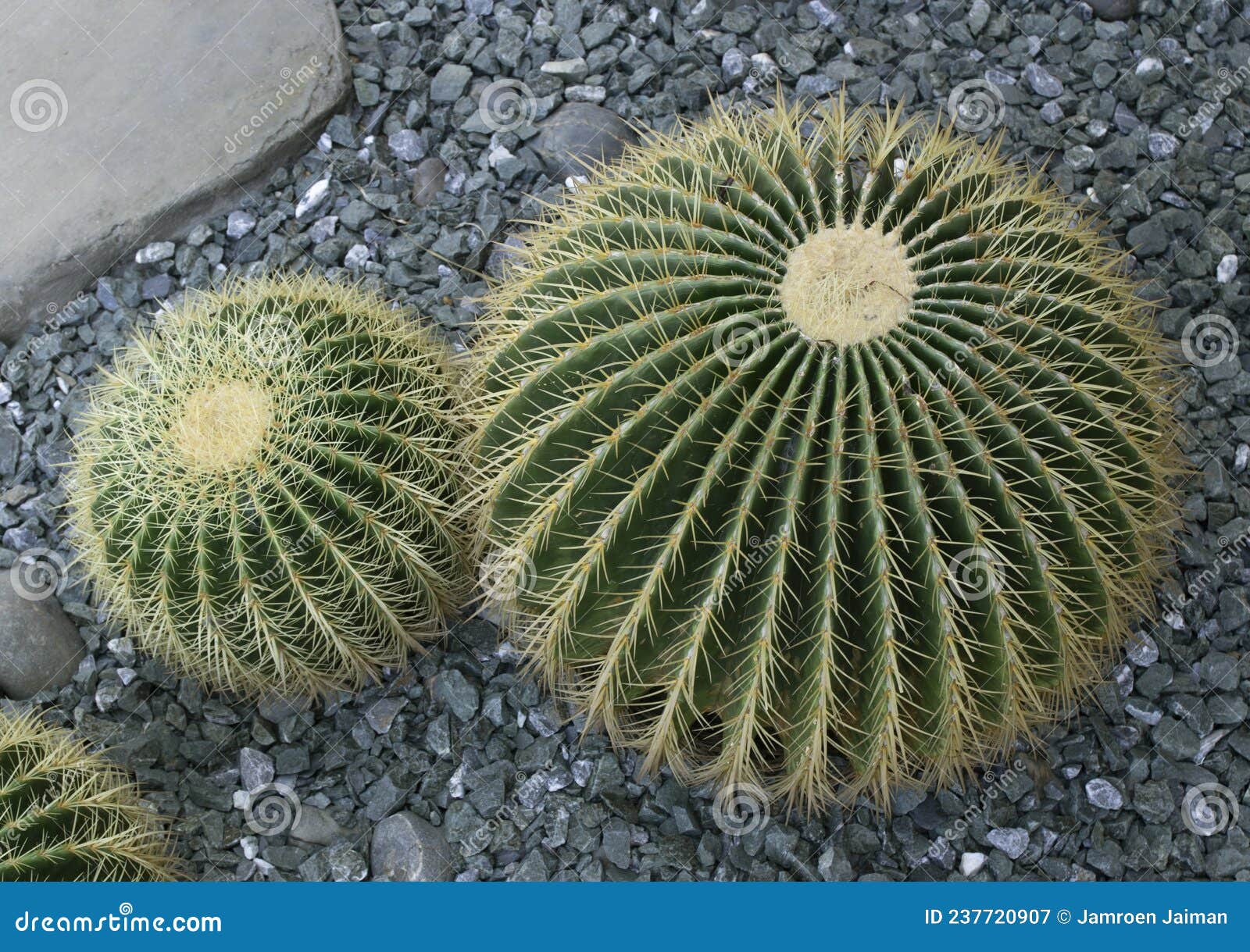 Round Cacti are Planted As Decorations in the Park Stock Image - Image ...