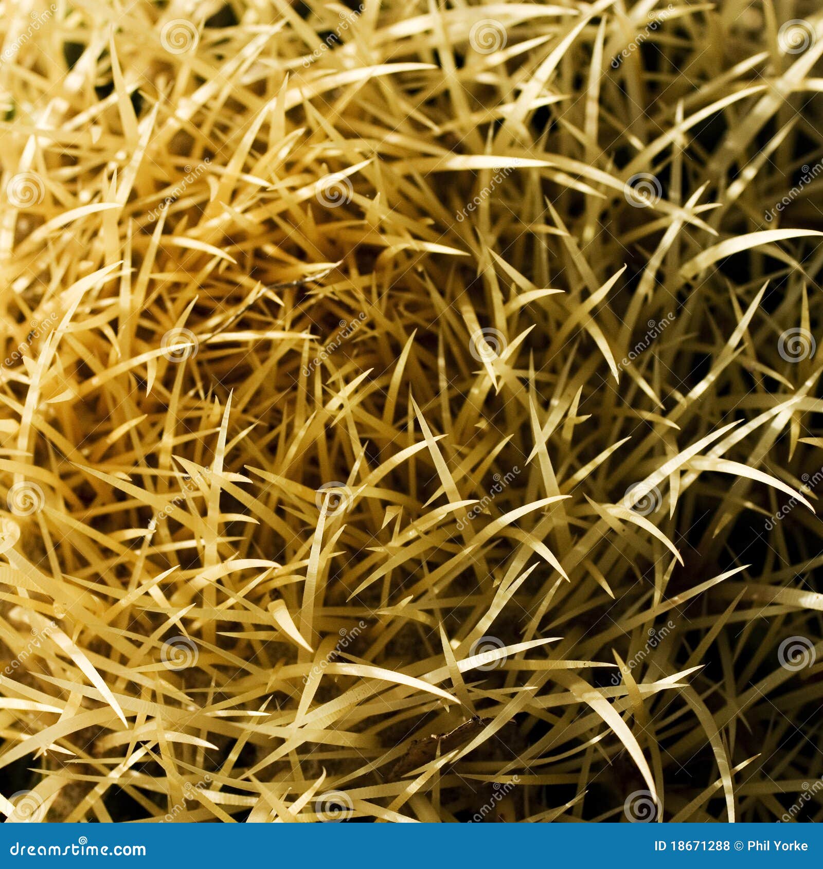 Round Cactus stock photo. Image of pattern, spikes, nature - 18671288