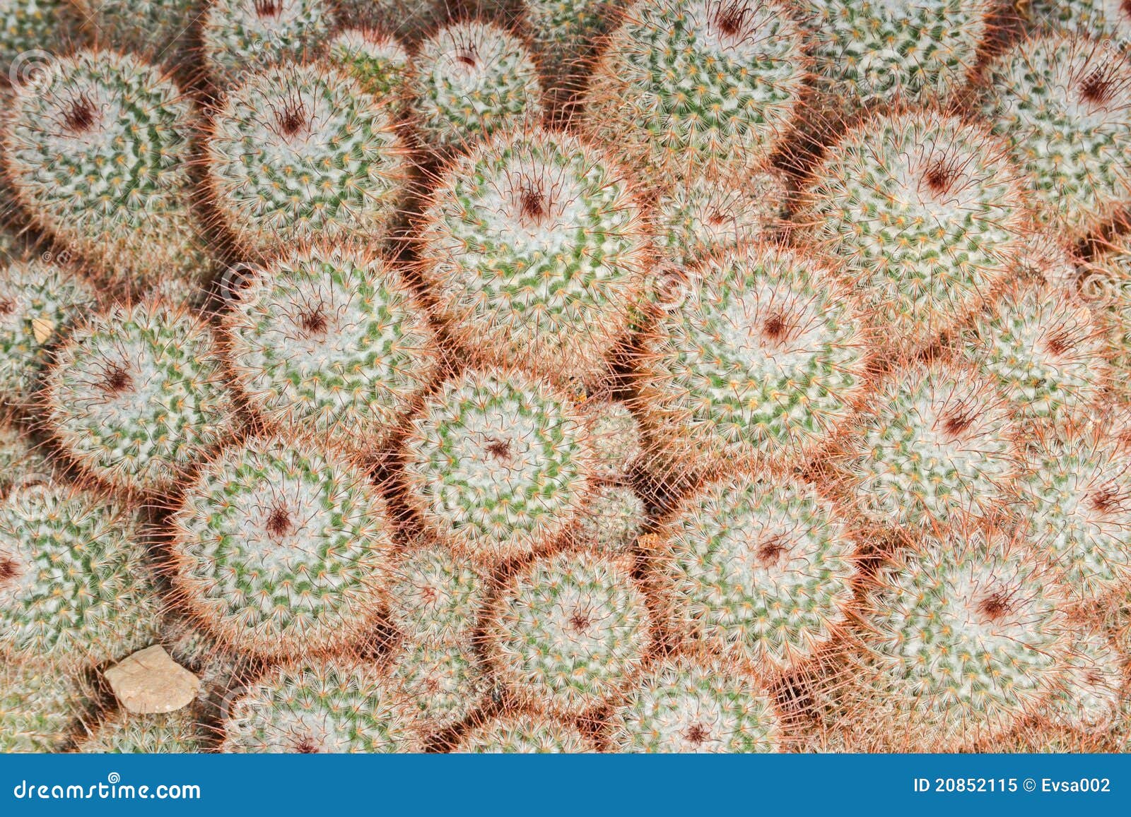 Round Cactus stock image. Image of carefully, spin, detail - 20852115