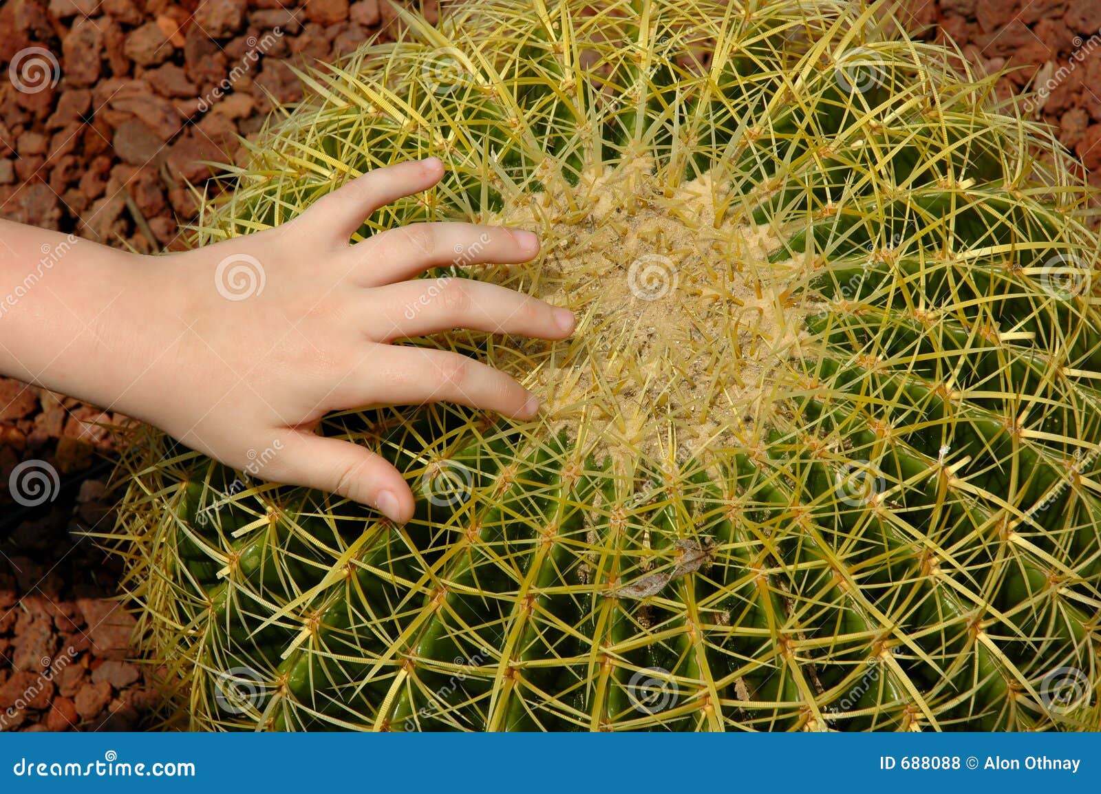 Round Cactus stock photo. Image of desert, abstract, hand - 688088