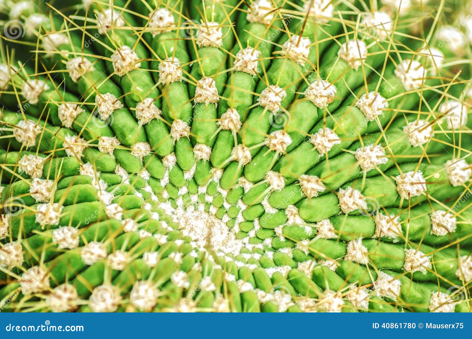 Round Cactus stock photo. Image of plant, cool, spiky - 40861780