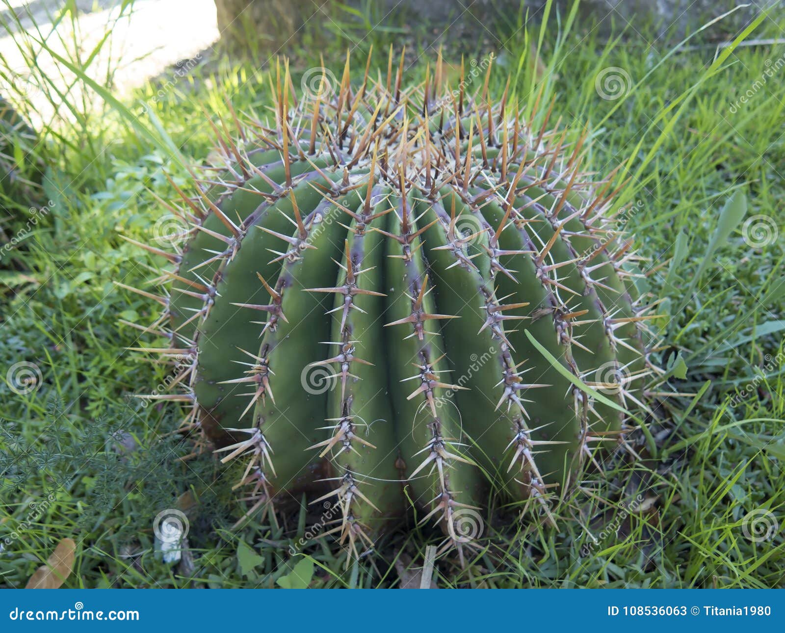 Round cactus stock image. Image of plants, spiked, cactus - 108536063