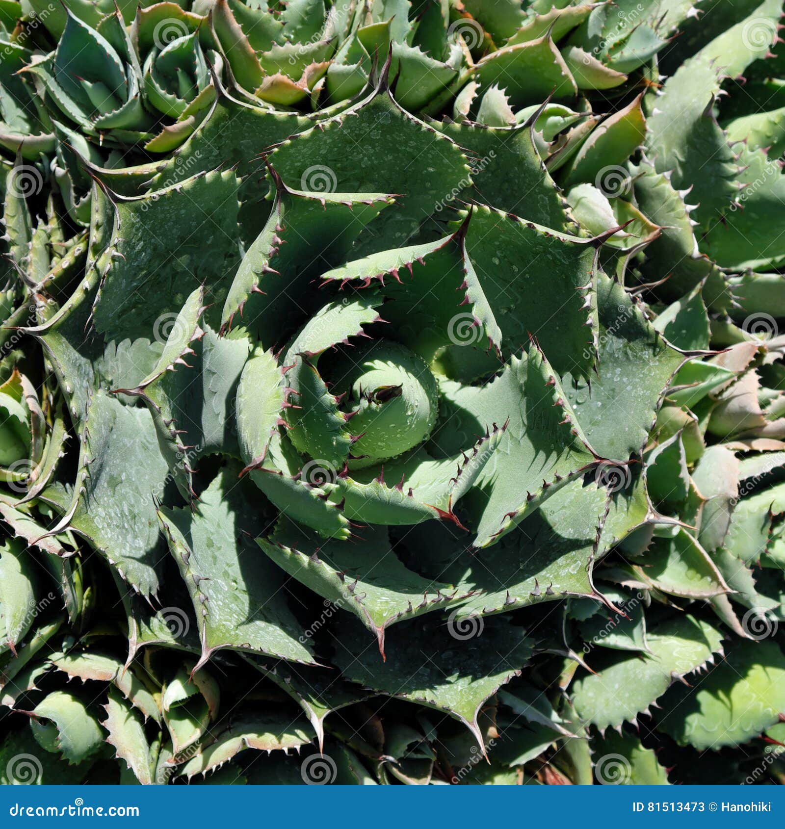 Closeup Of Agave Plants Growing In Structure In Kohunlich Mayan Ruins ...