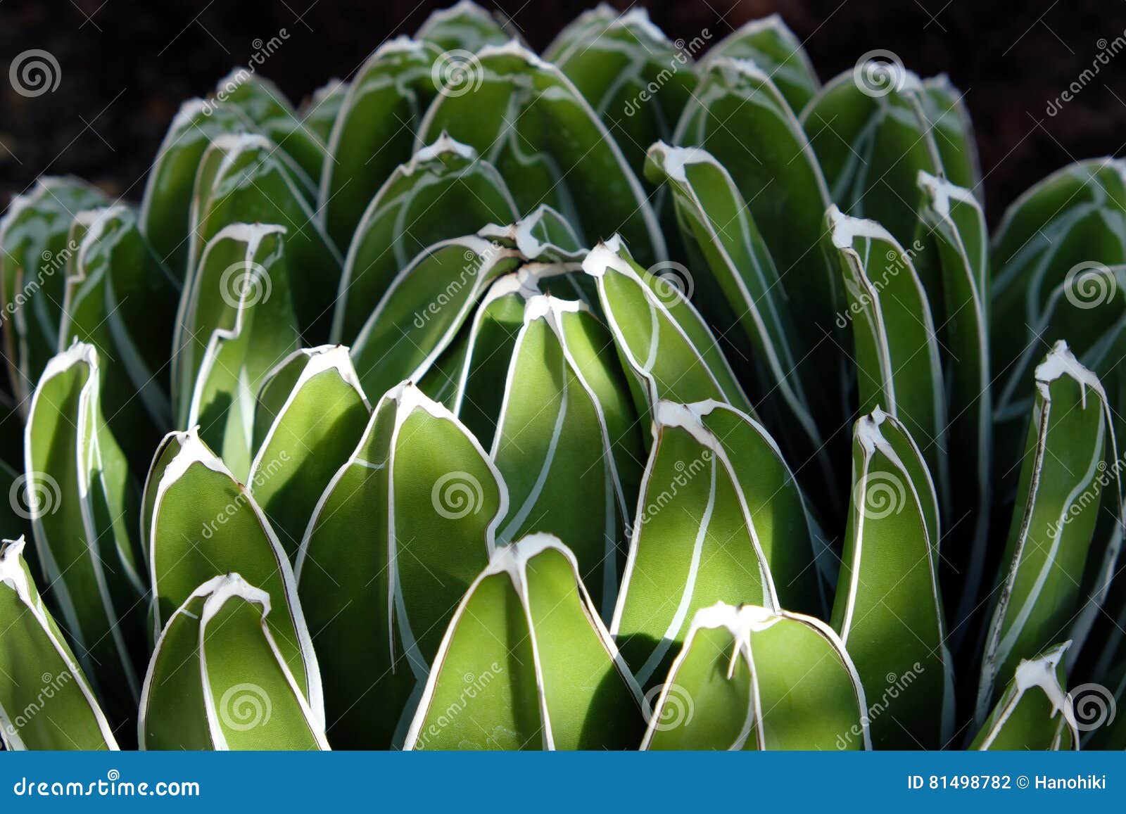 Closeup Of Agave Plants Growing In Structure In Kohunlich Mayan Ruins ...