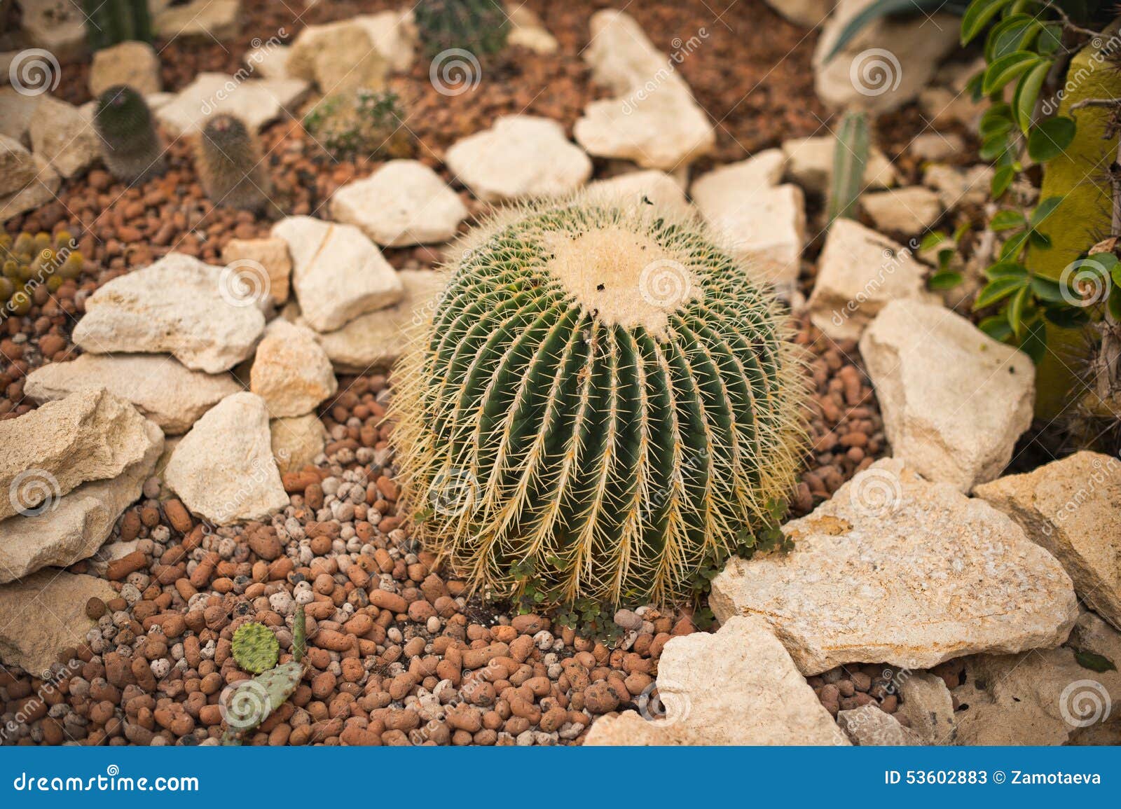 Round cactus. stock image. Image of circle, curve, formal - 53602883