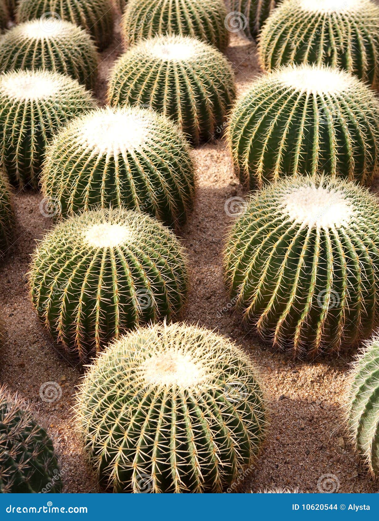 Round Cactus Garden stock photo. Image of patch, thorns - 10620544