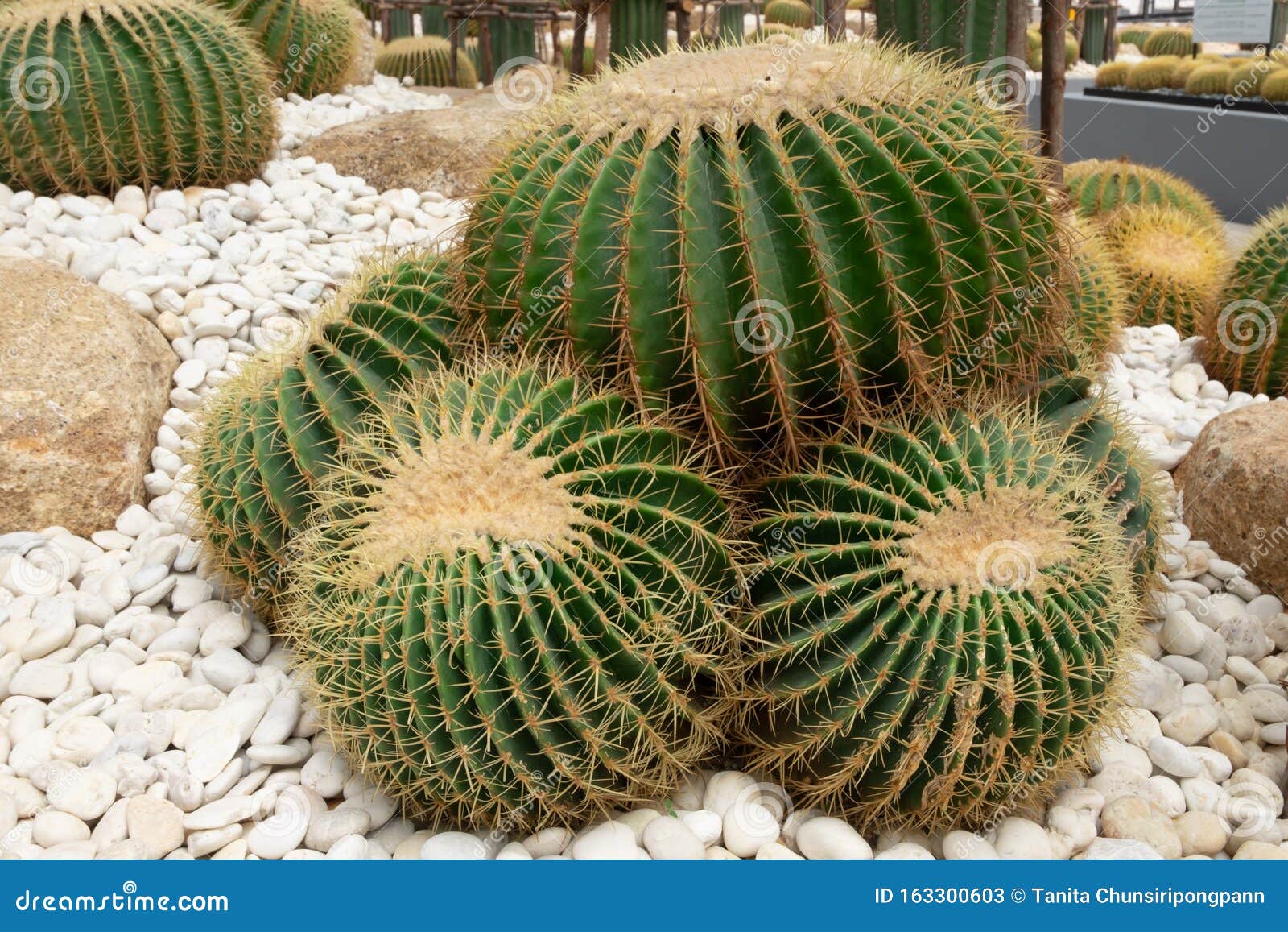 Round cactus garden stock image. Image of cute, linear - 163300603