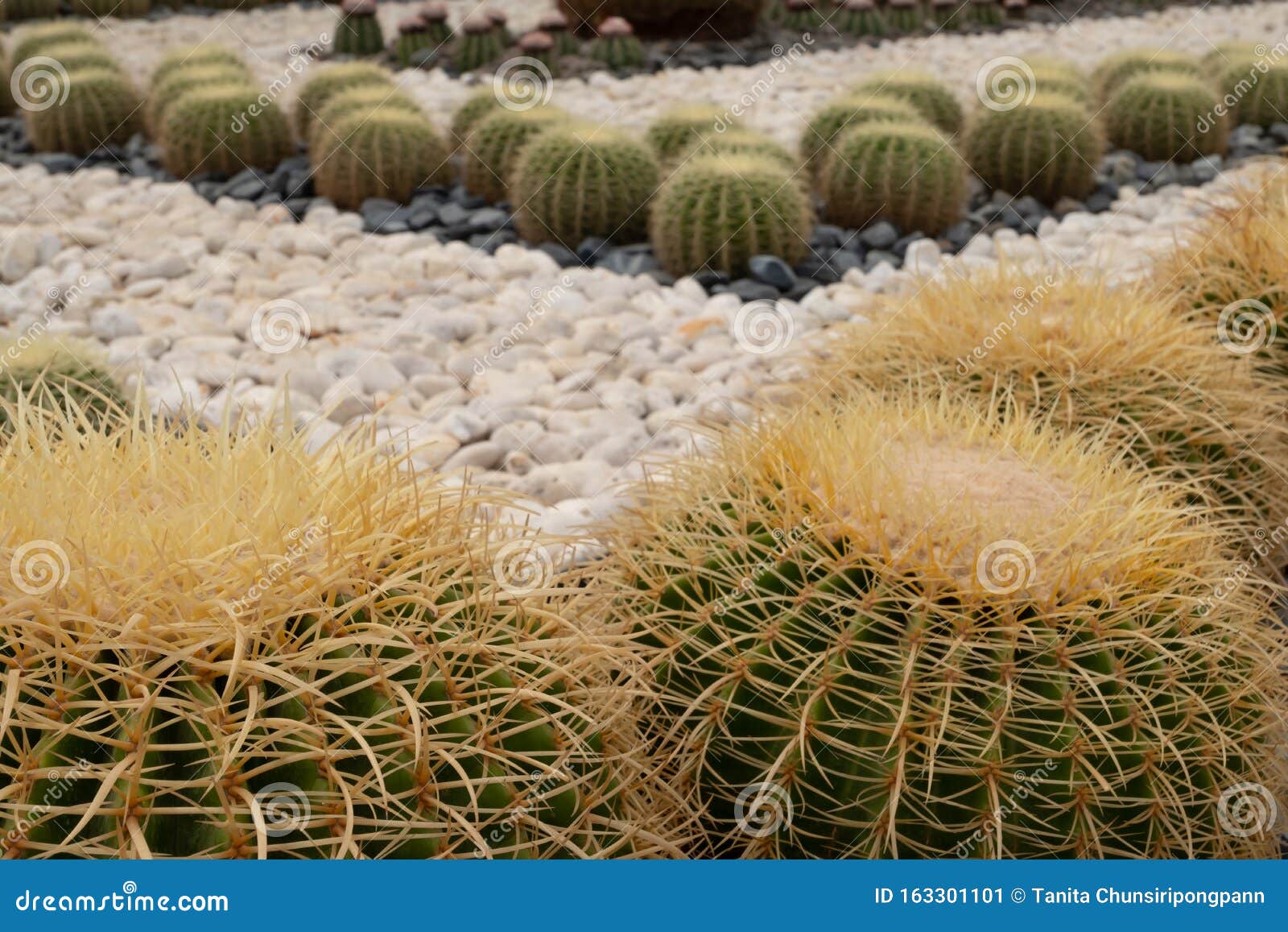 Round cactus garden stock image. Image of pattern, blossom - 163301101
