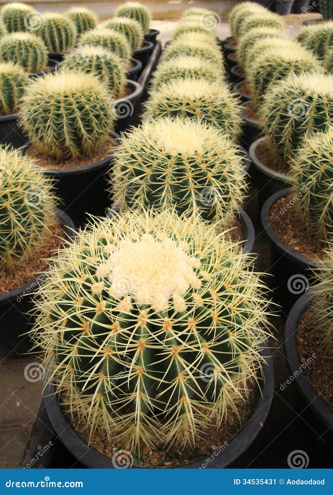 Round cactus stock image. Image of exotic, green, farm - 34535431