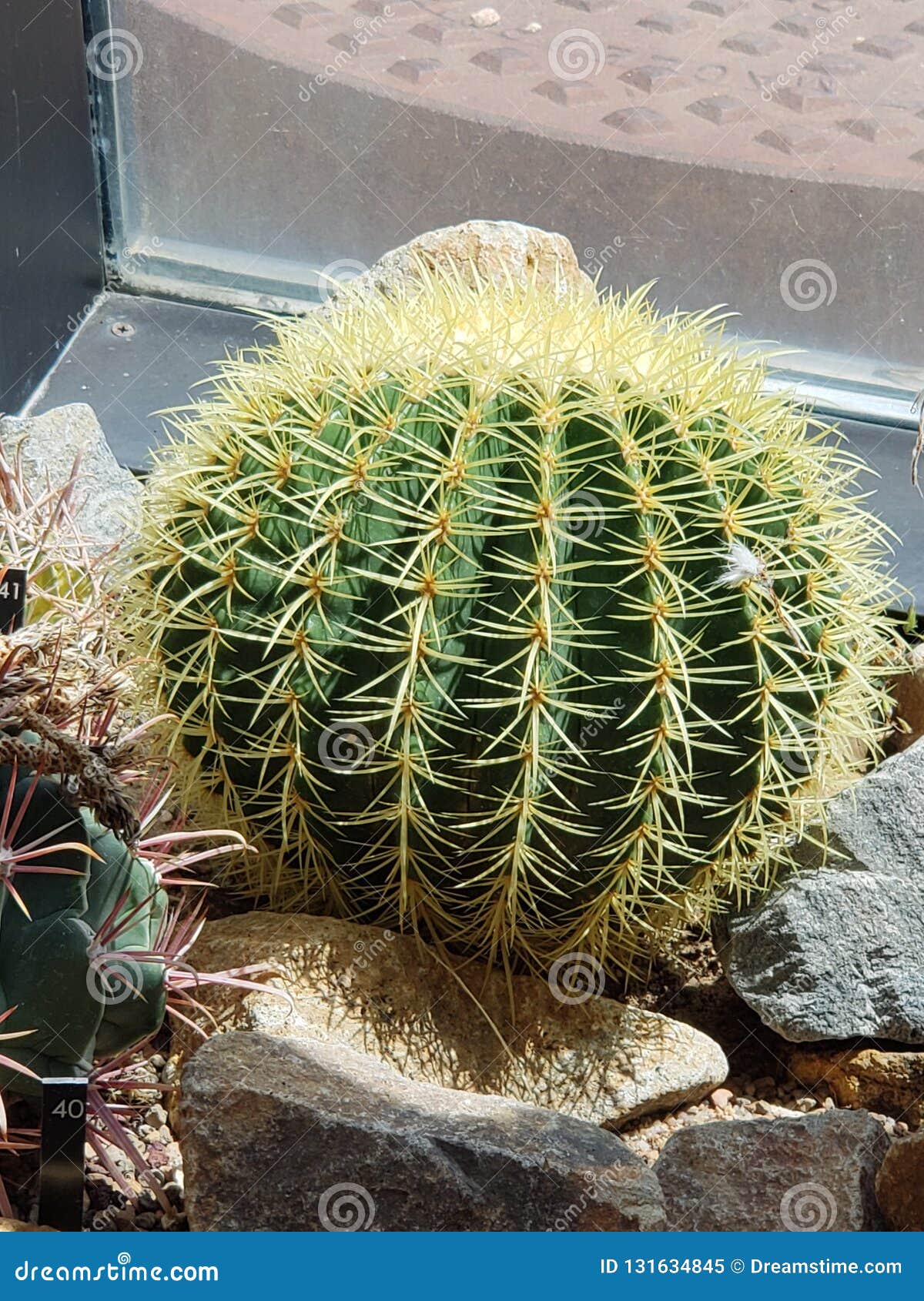 Round cactus stock image. Image of green, cactus, yellow - 131634845