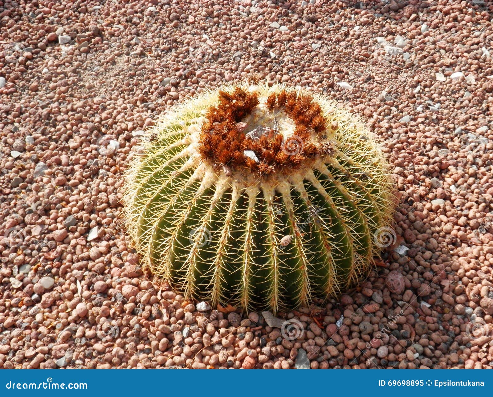 Round cactus stock image. Image of exotic, thorns, decoration - 69698895