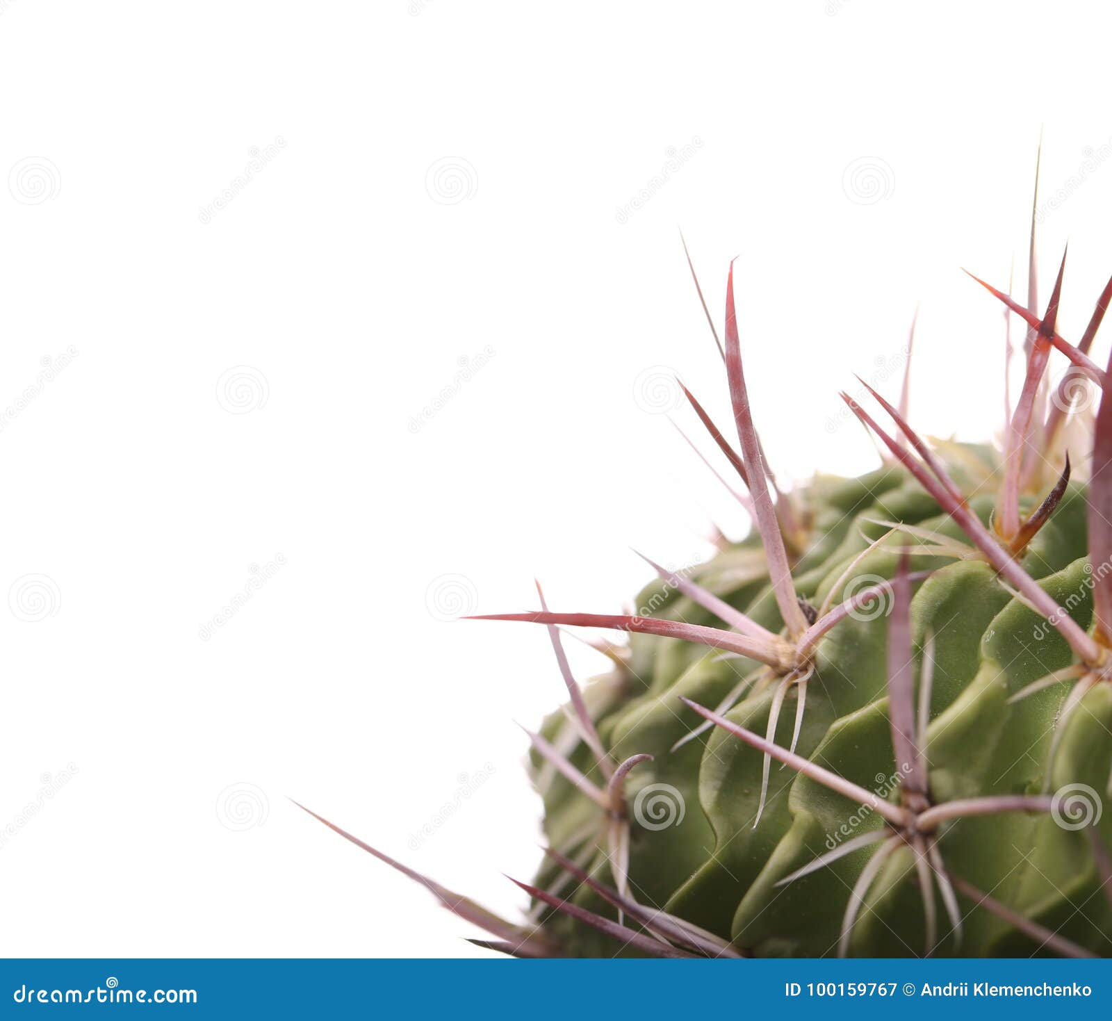 Fat Round Cactus in the Pot Stock Image - Image of decorative, nature ...