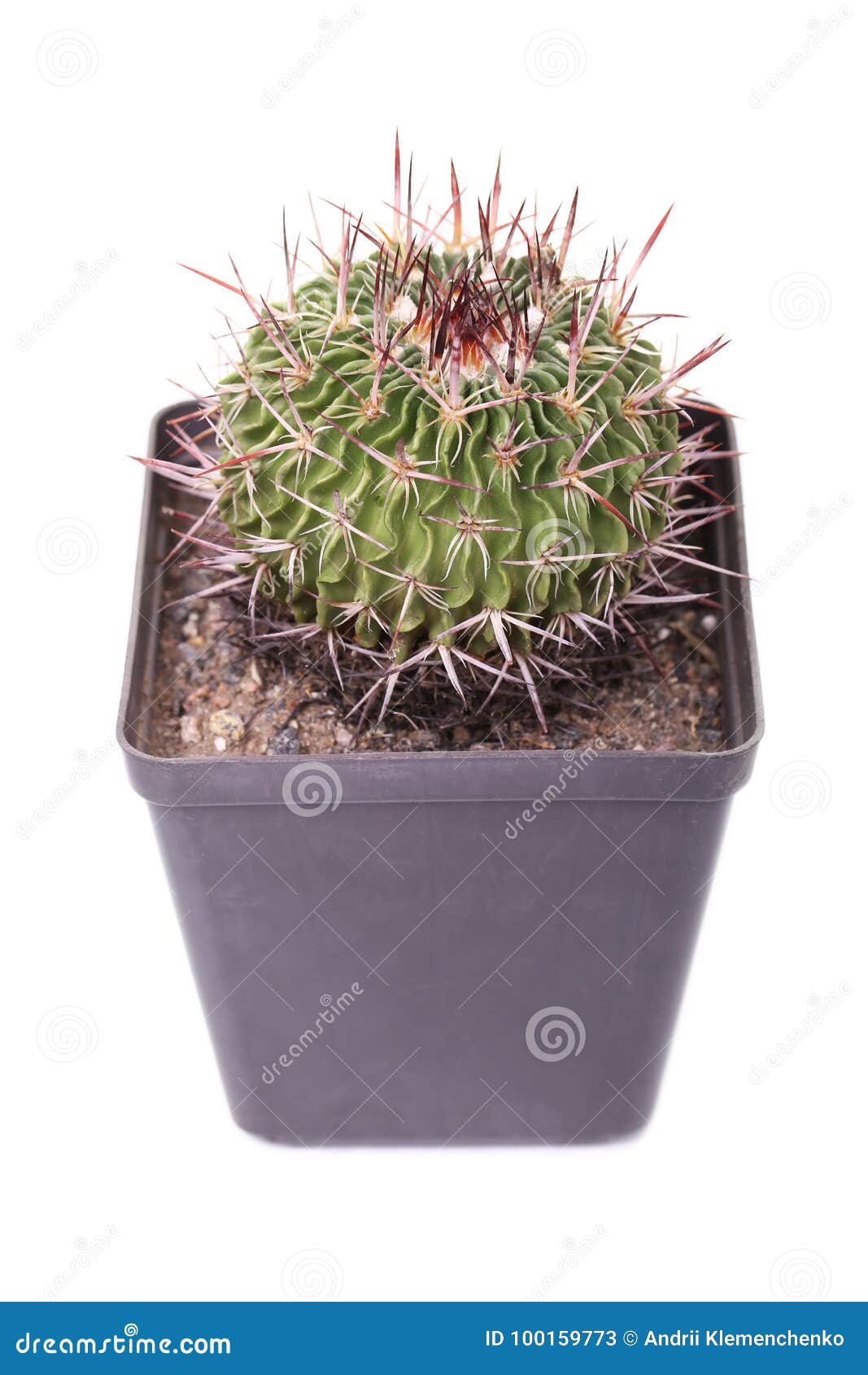 Fat Round Cactus in the Pot Stock Image - Image of home, leaf: 100159773