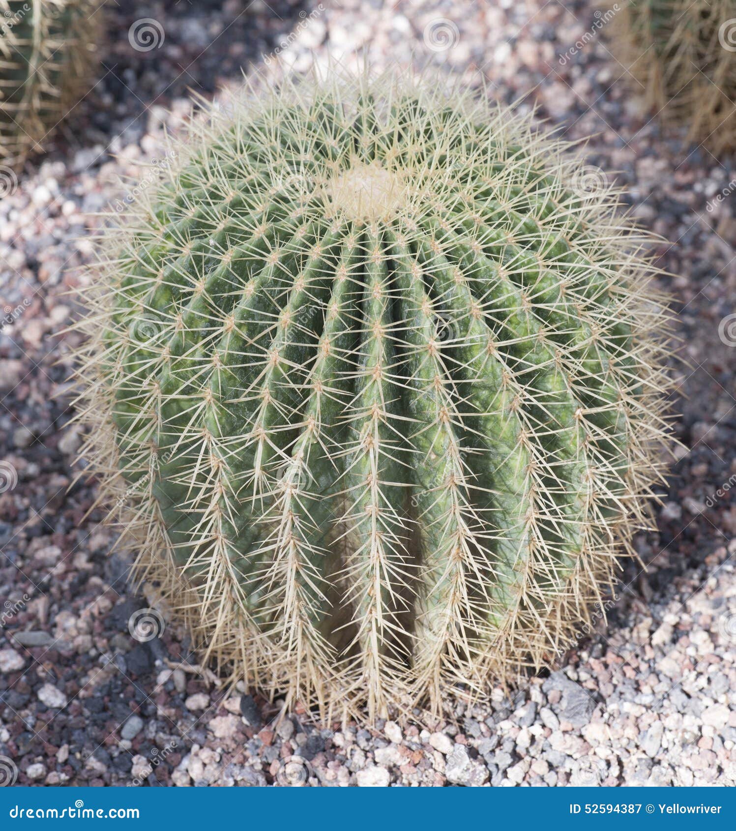Round cactus stock image. Image of natural, sharp, green - 52594387