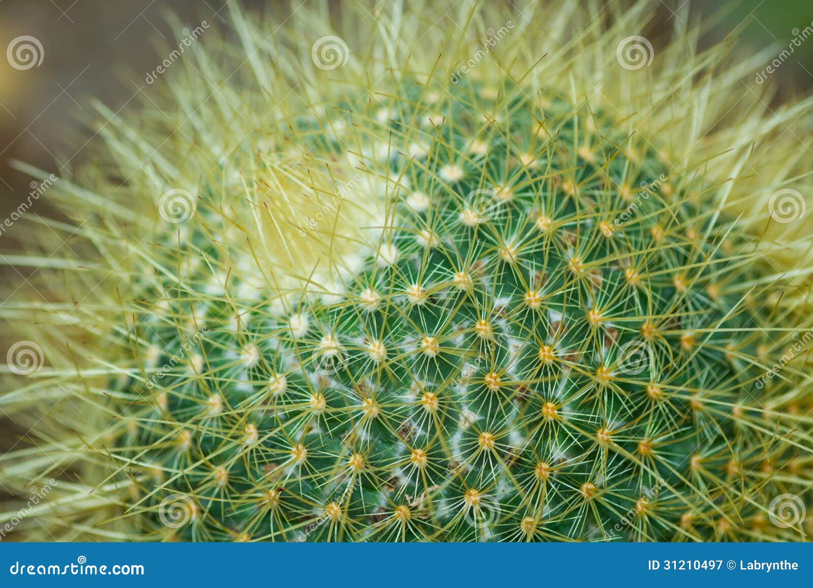 Round Cactus Plant stock image. Image of grow, succulent - 31210497