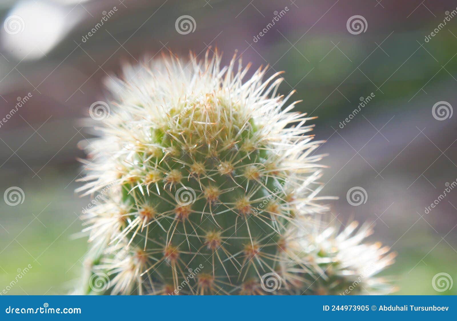 Round cactus plant stock image. Image of color, garden - 244973905