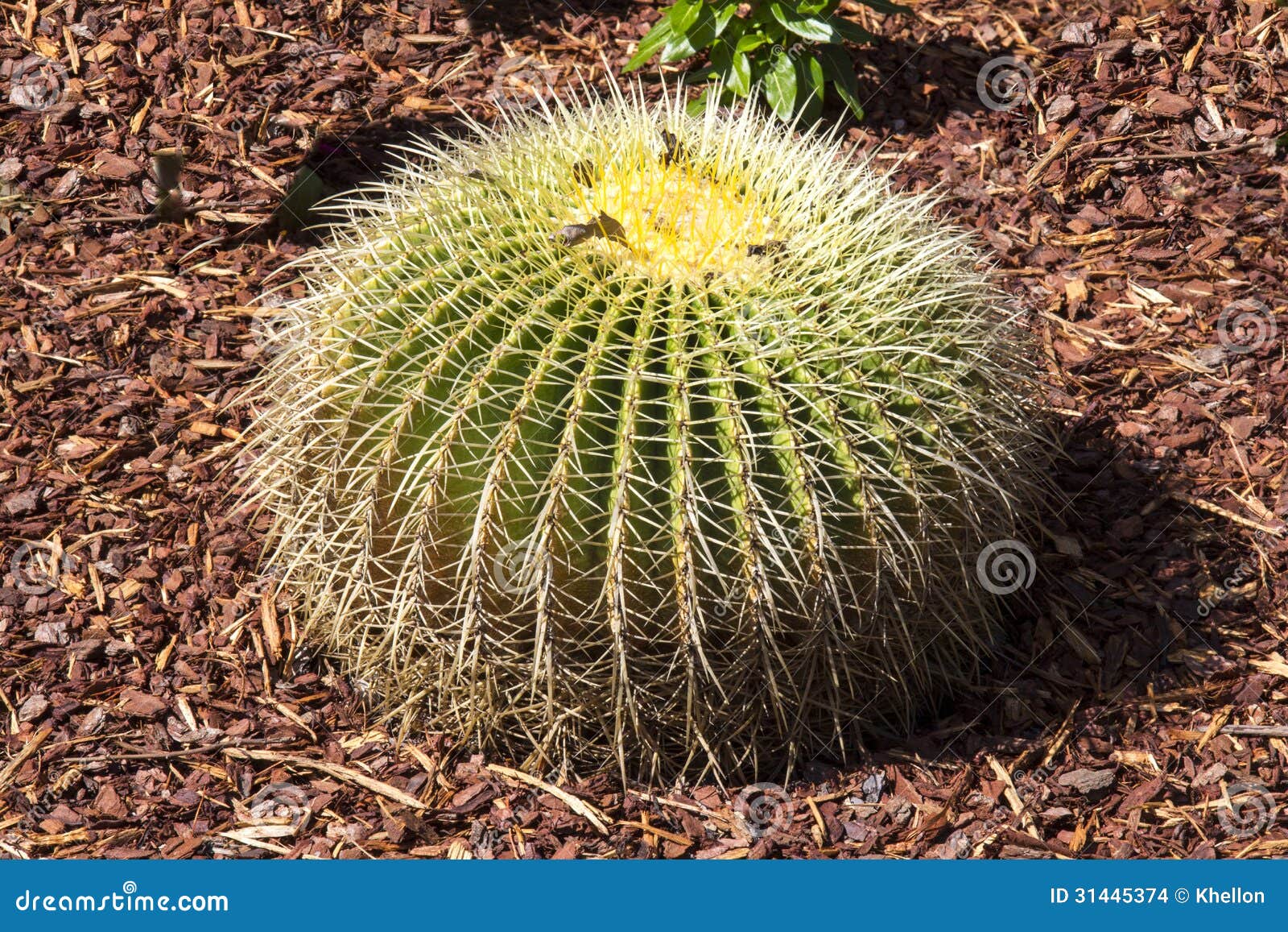 Round cactus stock photo. Image of succulent, sharp, spikes - 31445374