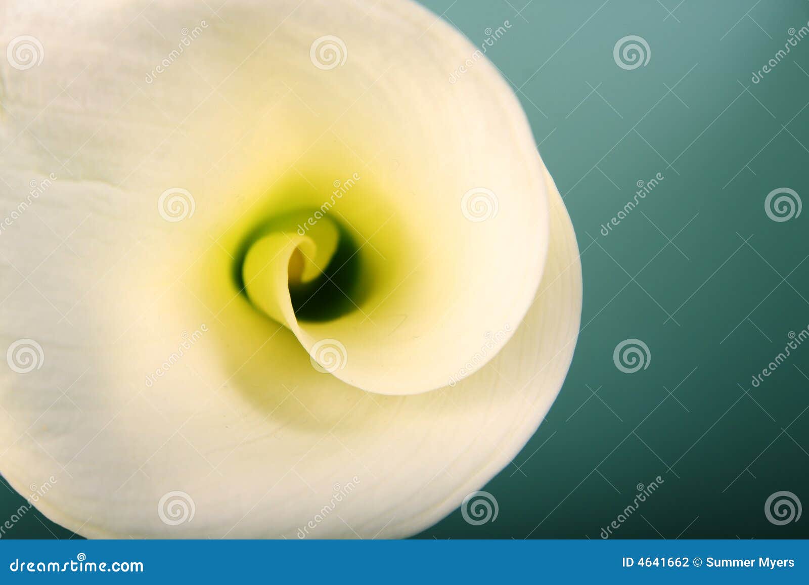 Round Calilily stock photo. Image of cala, flowers, calalilly - 4641662