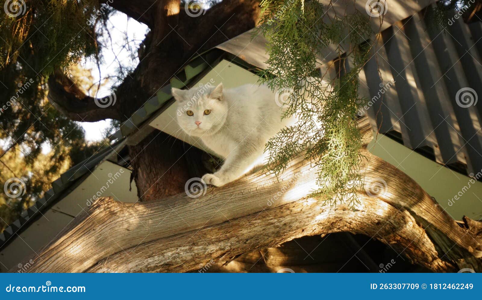 ROUND CAT HIDDEN on the TREE Stock Image - Image of hidden, stands ...