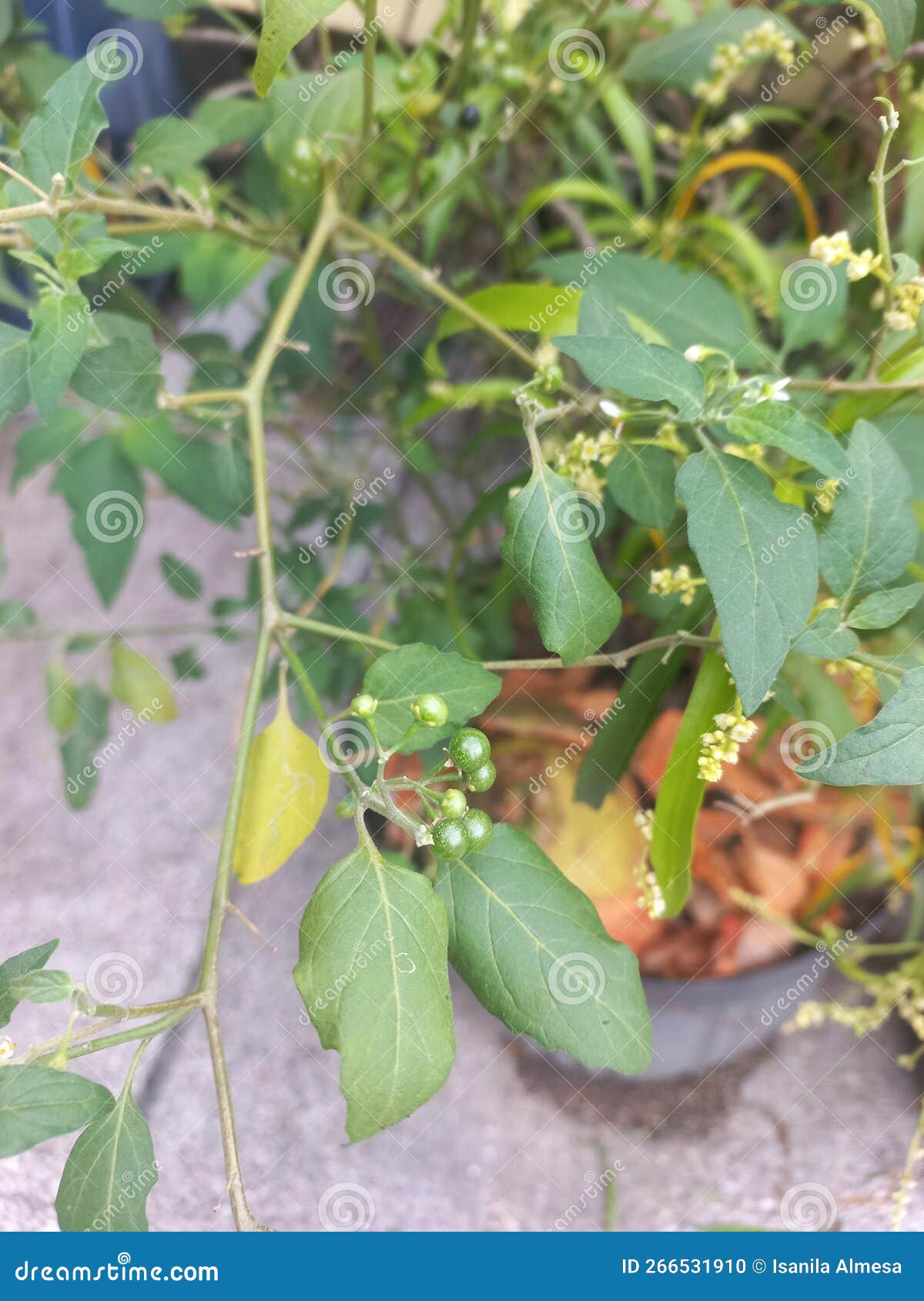 Round cherry chilli stock photo. Image of chilli, round - 266531910