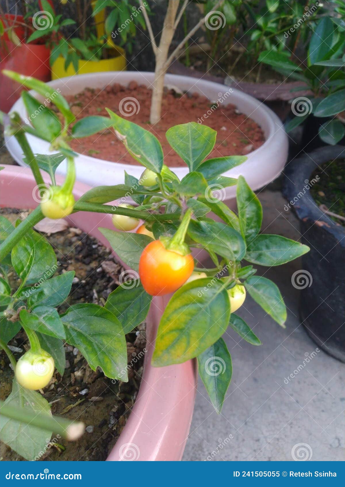 Round Chilli in the Plant stock image. Image of round - 241505055