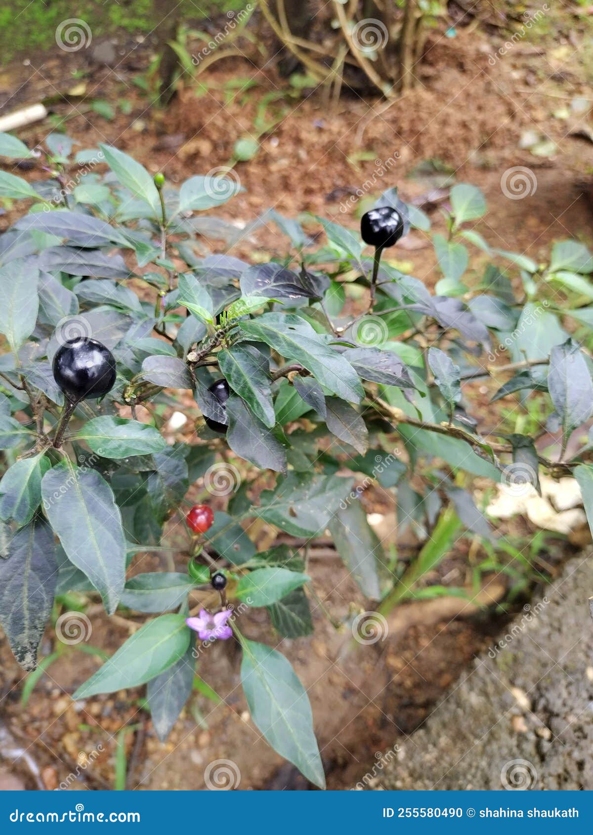 Round chilli stock photo. Image of chilli, small, round - 255580490