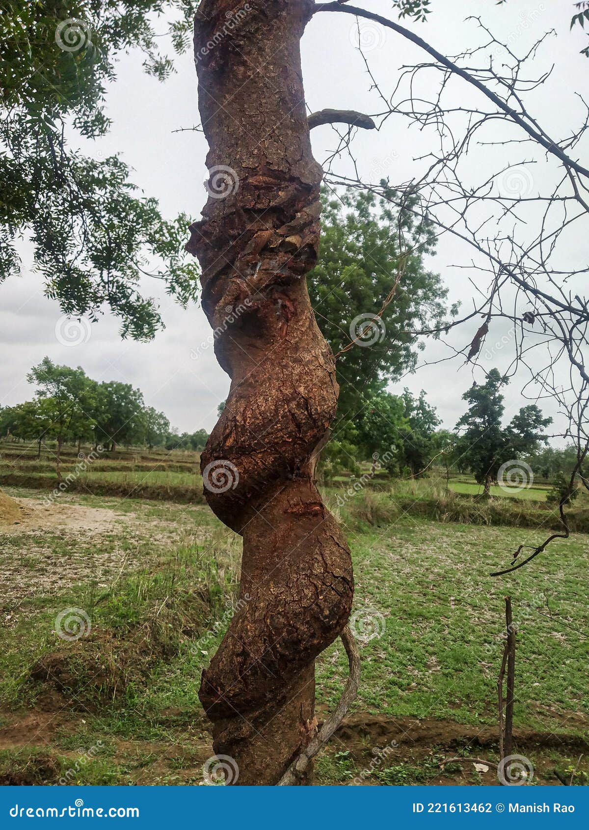 The Round Circle Shape of the Tree. Stock Photo - Image of tree ...