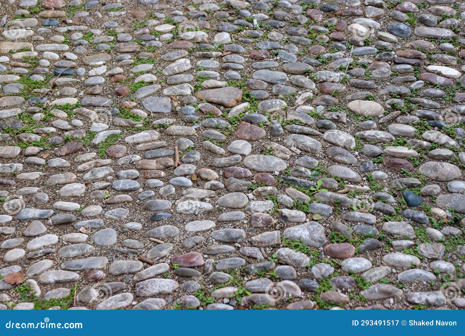 Round Cobblestone Pebble In Concrete, Street Road Pavement Stock Image ...