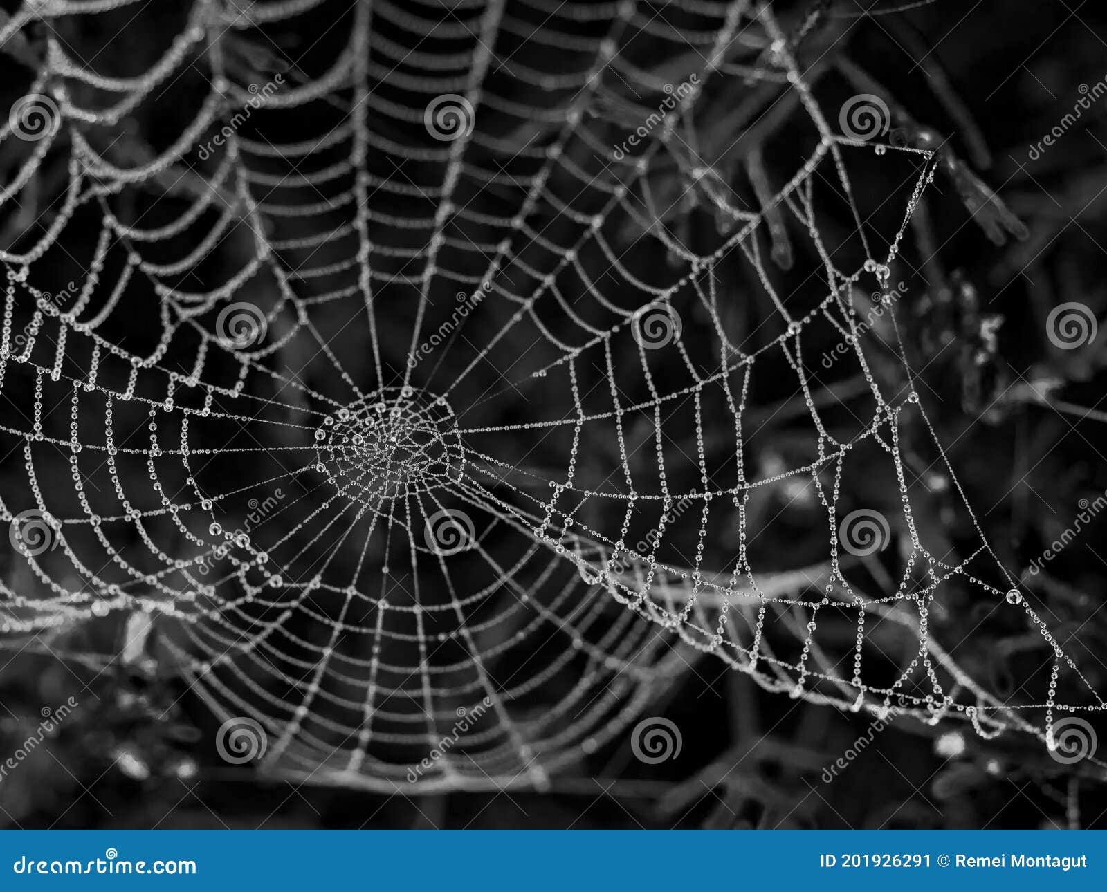 Cobweb with Drops in Black and White Stock Image - Image of decoration ...