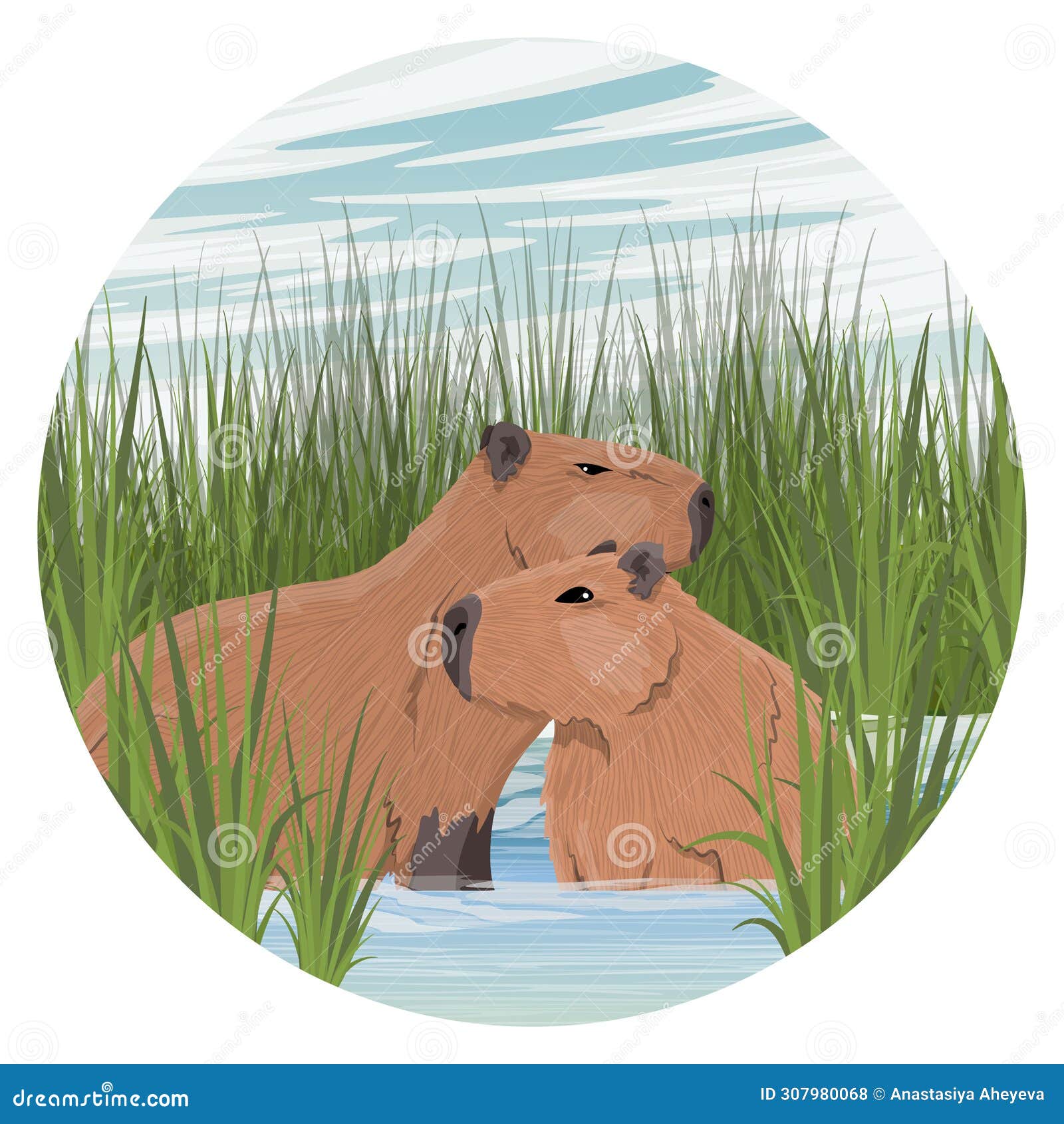 Round Composition. a Pair of Large Capybaras are Sitting in a Pond ...