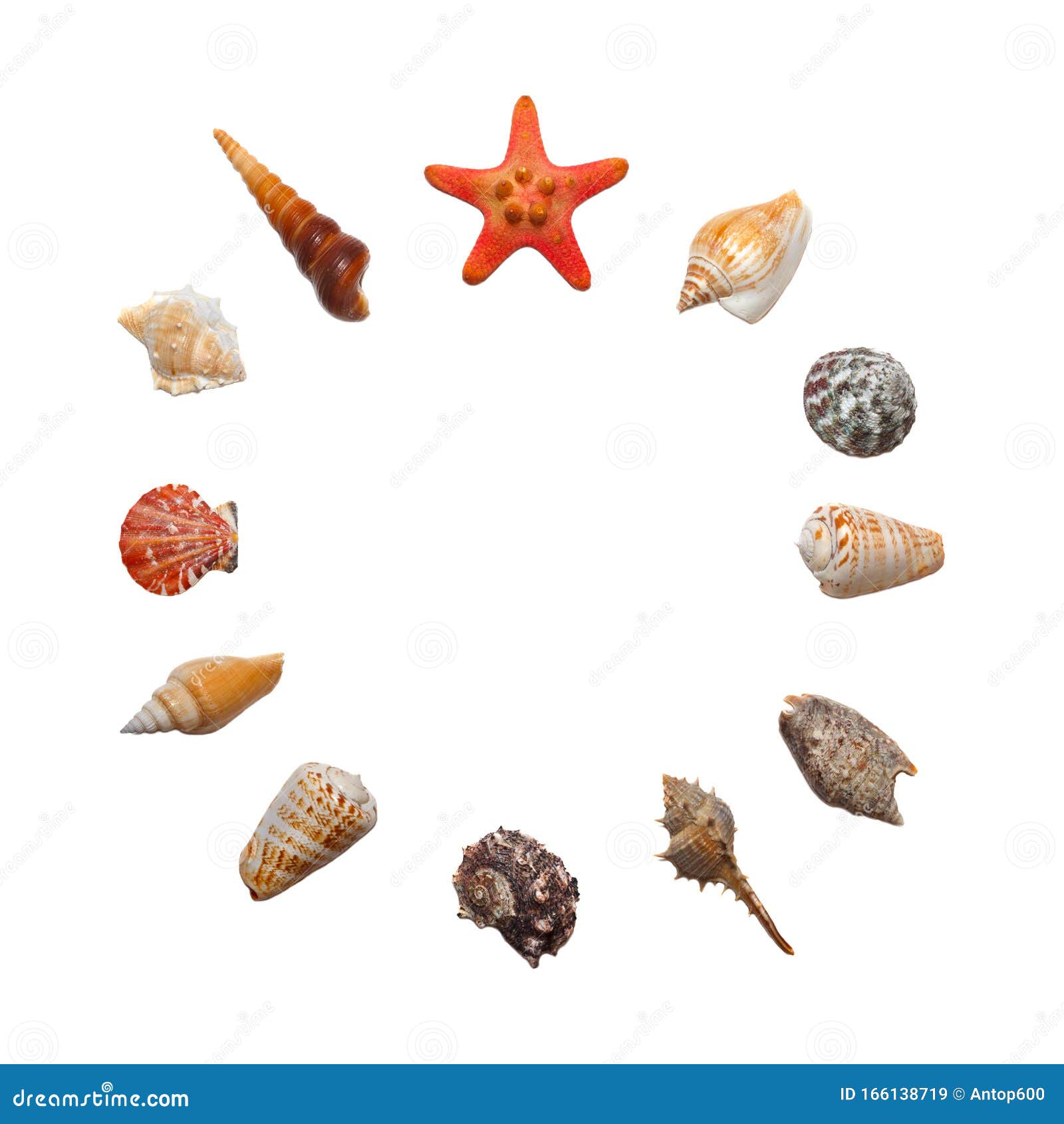 Round Composition with Sea Shells and Starfish Isolated on White ...
