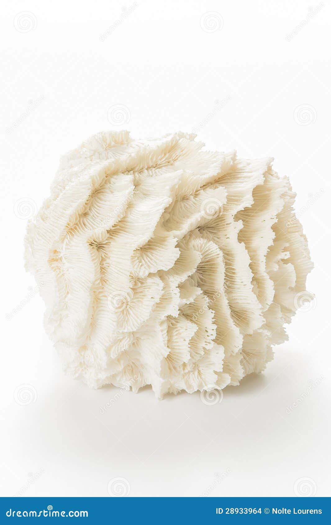 Round coral stock photo. Image of reef, hard, closeup - 28933964